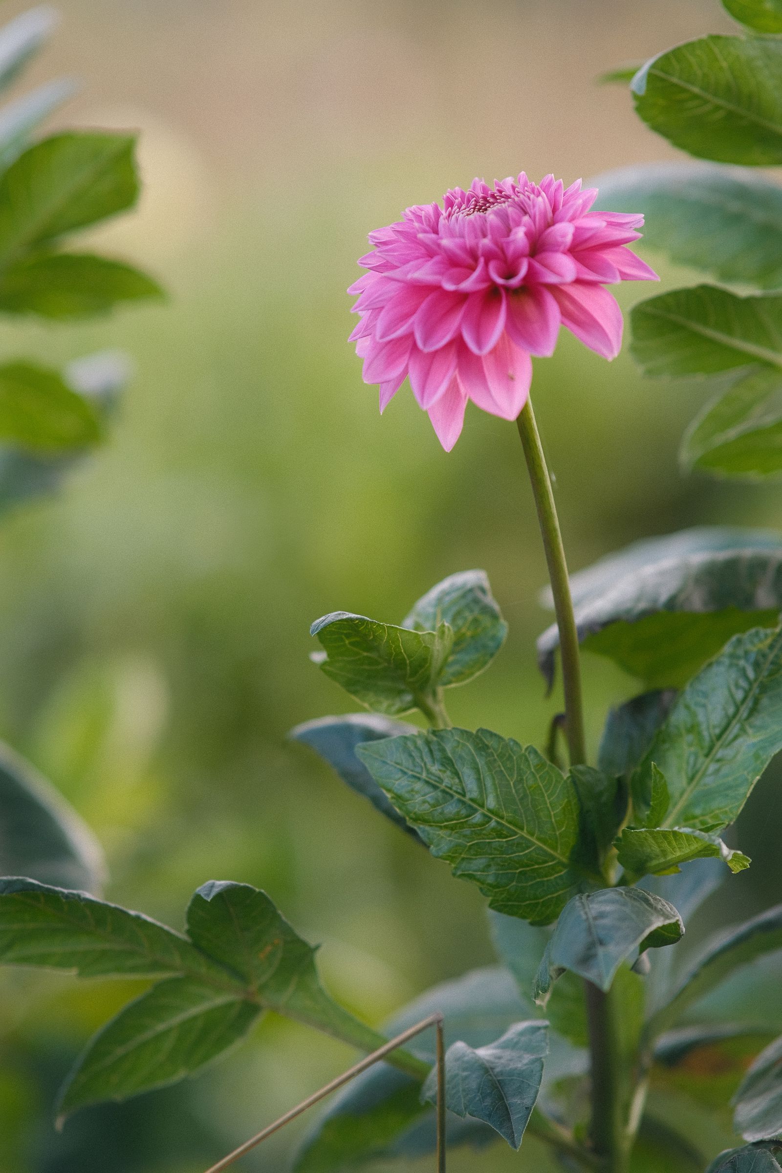 Flower Images Photos, Download The BEST Free Flower Images Stock Photos ...
