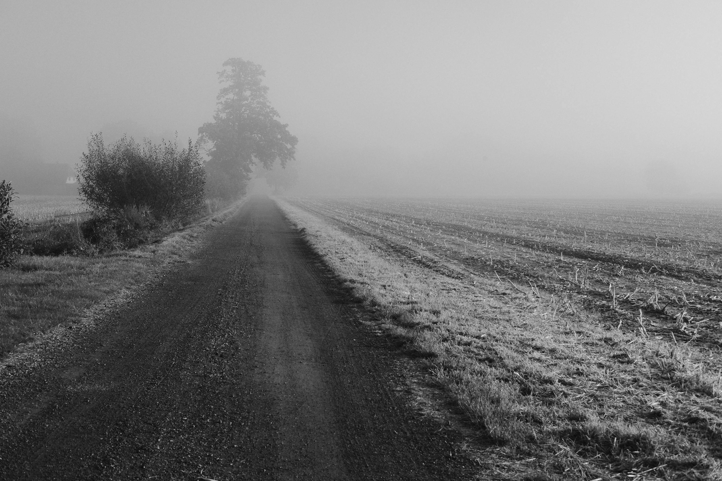 Foggy Rural Road Through Open Farmland Scene · Free Stock Photo