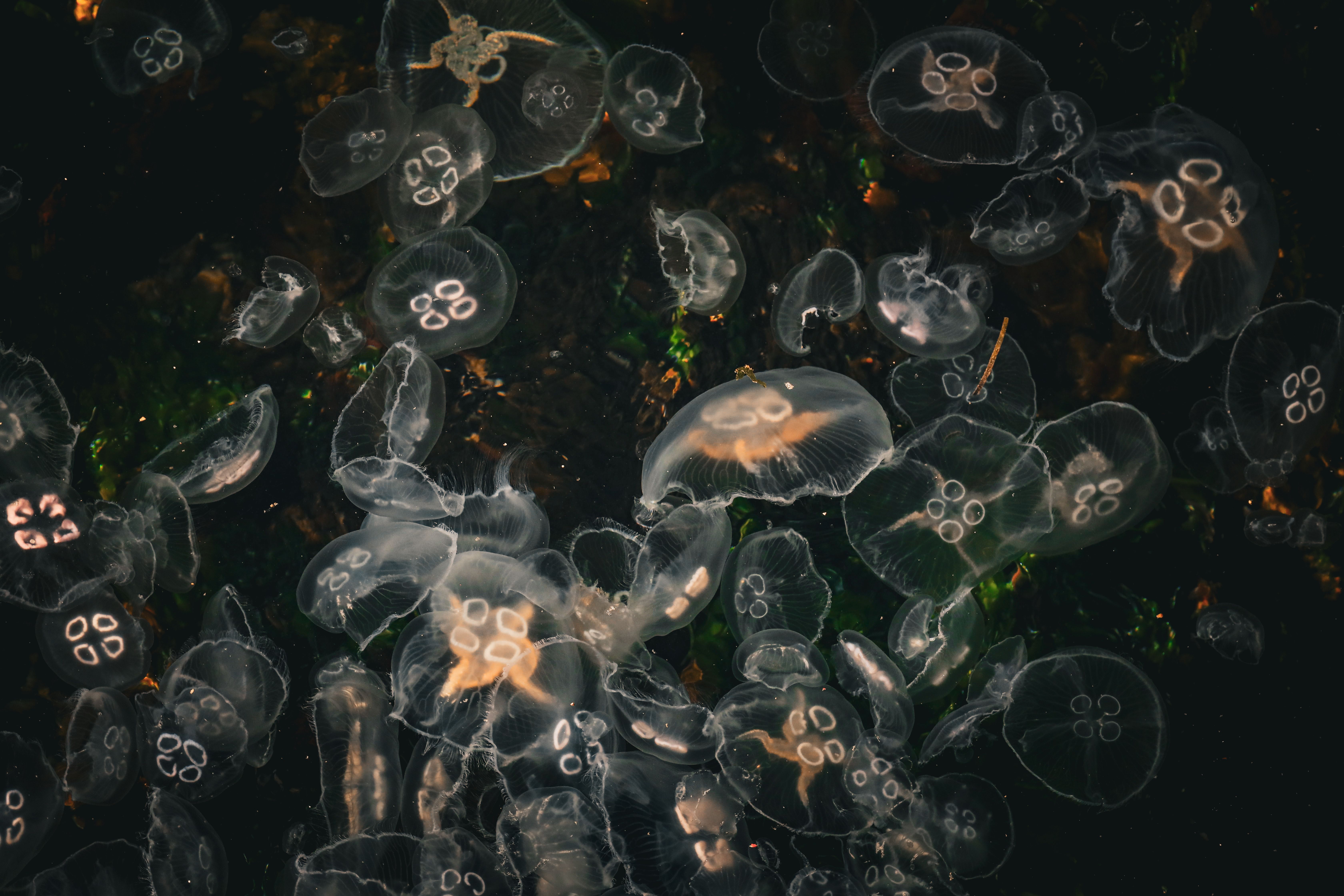 Mesmerizing Jellyfish in Their Natural Habitat · Free Stock Photo