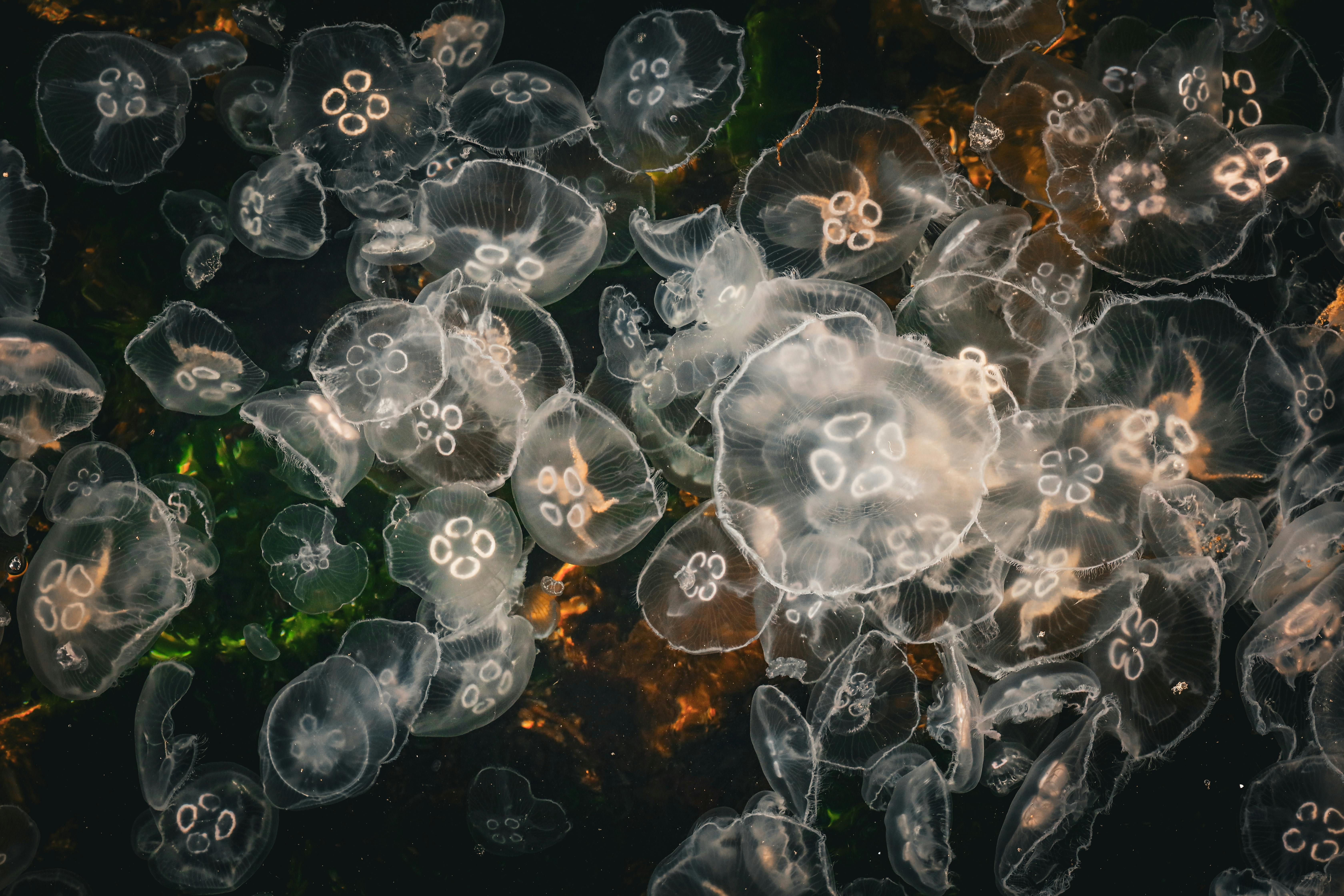 Captivating Jellyfish Swarm in Underwater Habitat · Free Stock Photo