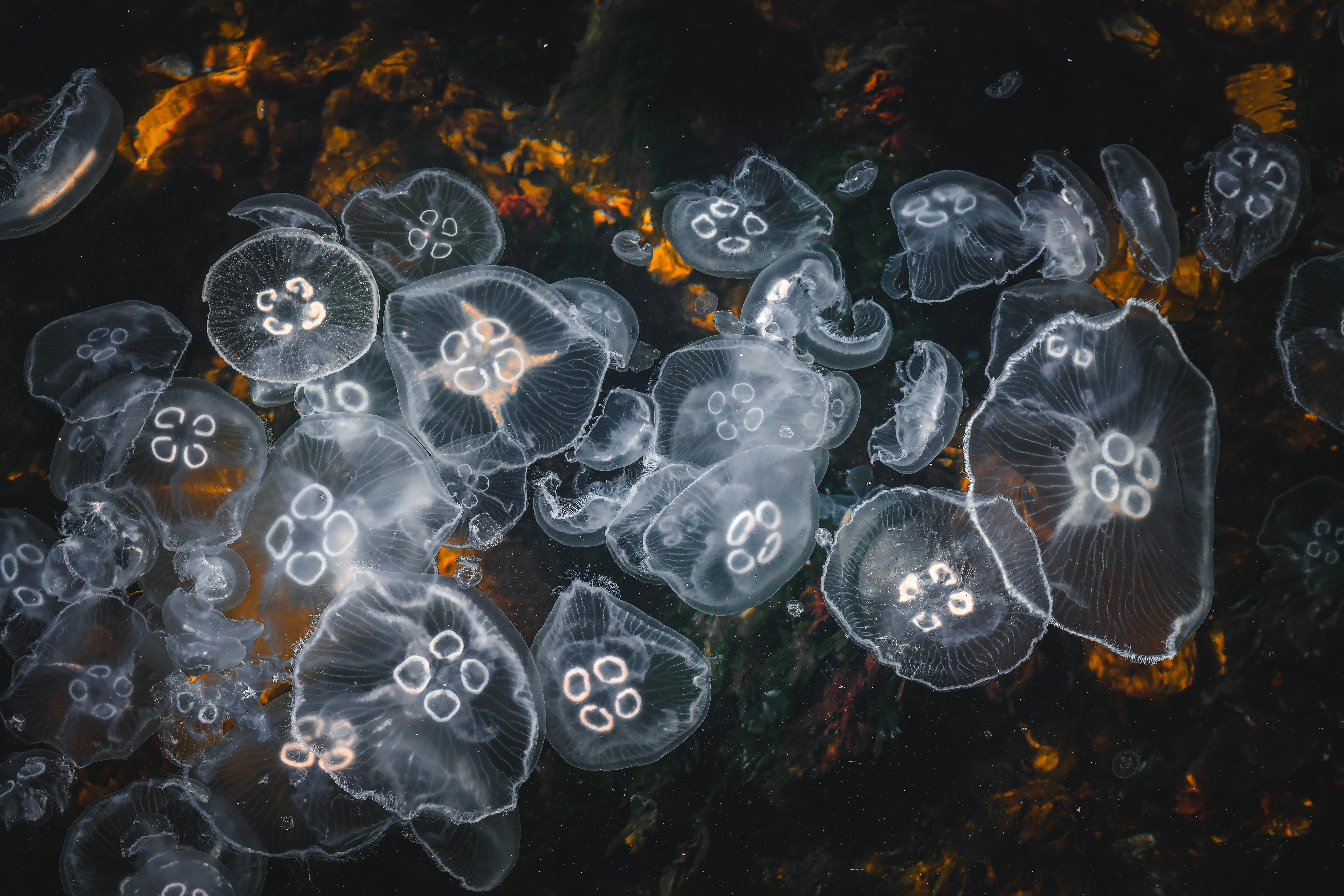 Undersea Floor Photos, Download The BEST Free Undersea Floor Stock ...