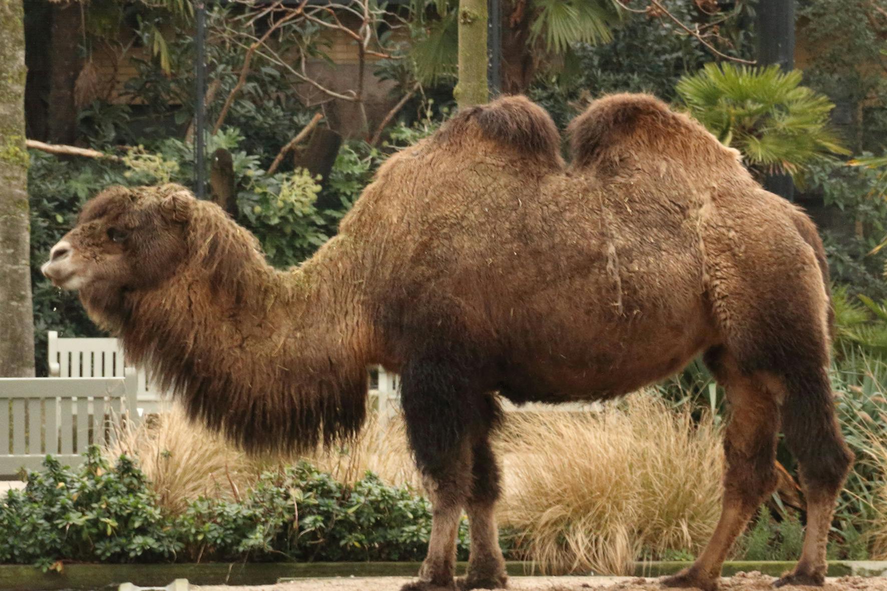 Kostenloses Foto zum Thema: kamel, natur, tier