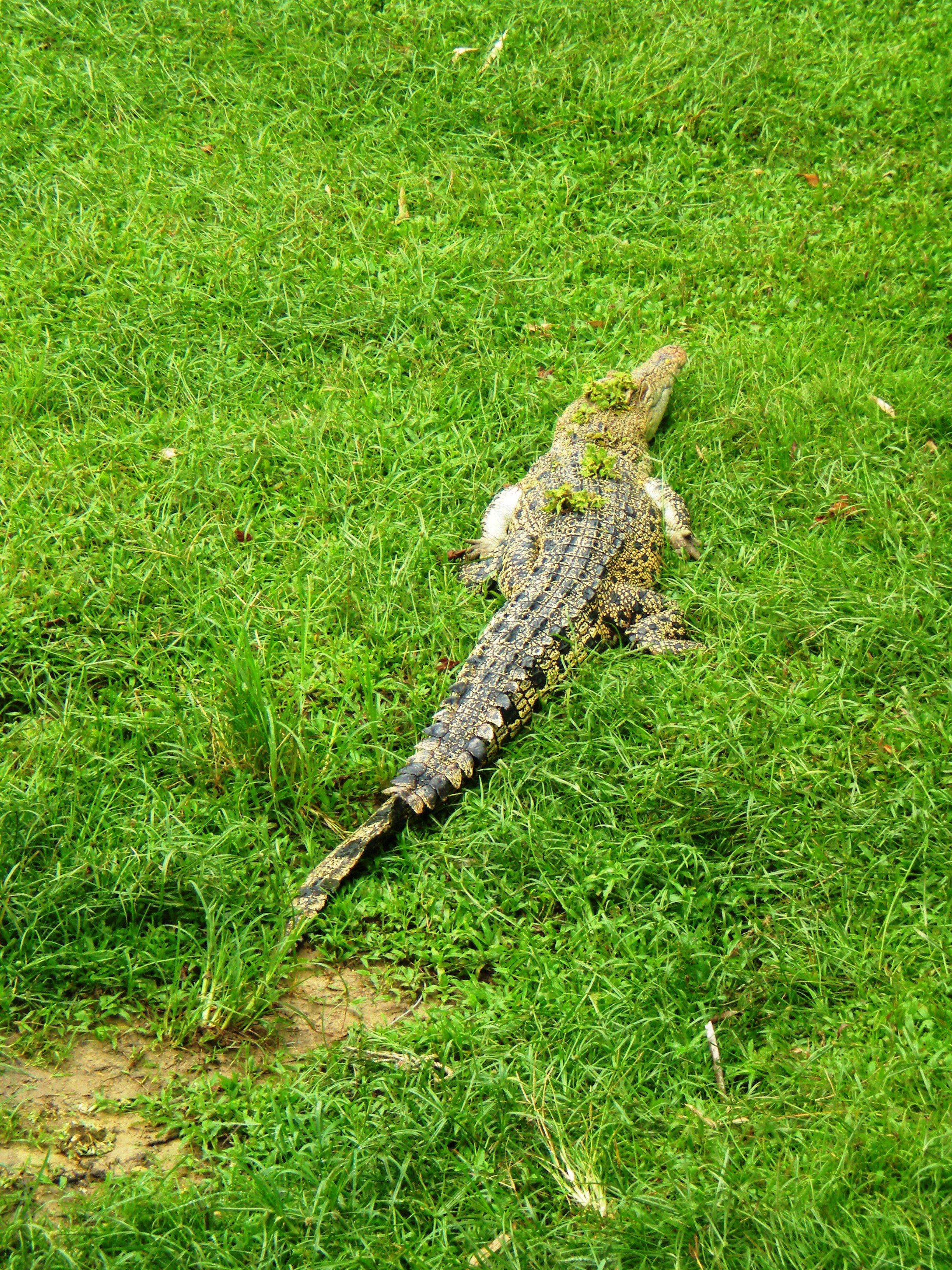 Crocodile Resting on Grass in Sarawak · Free Stock Photo