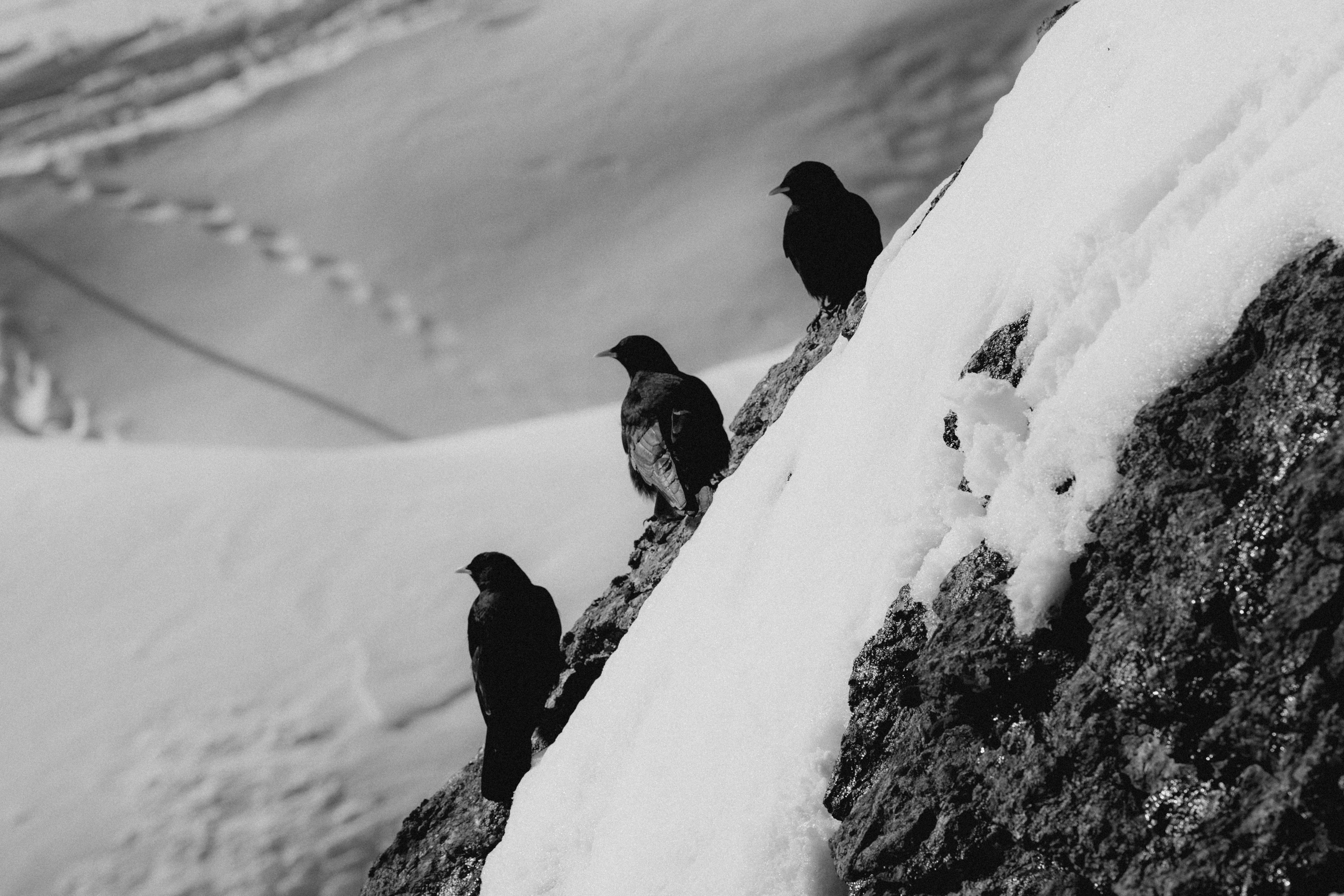 Black Birds on Snowy Mountain Slope · Free Stock Photo