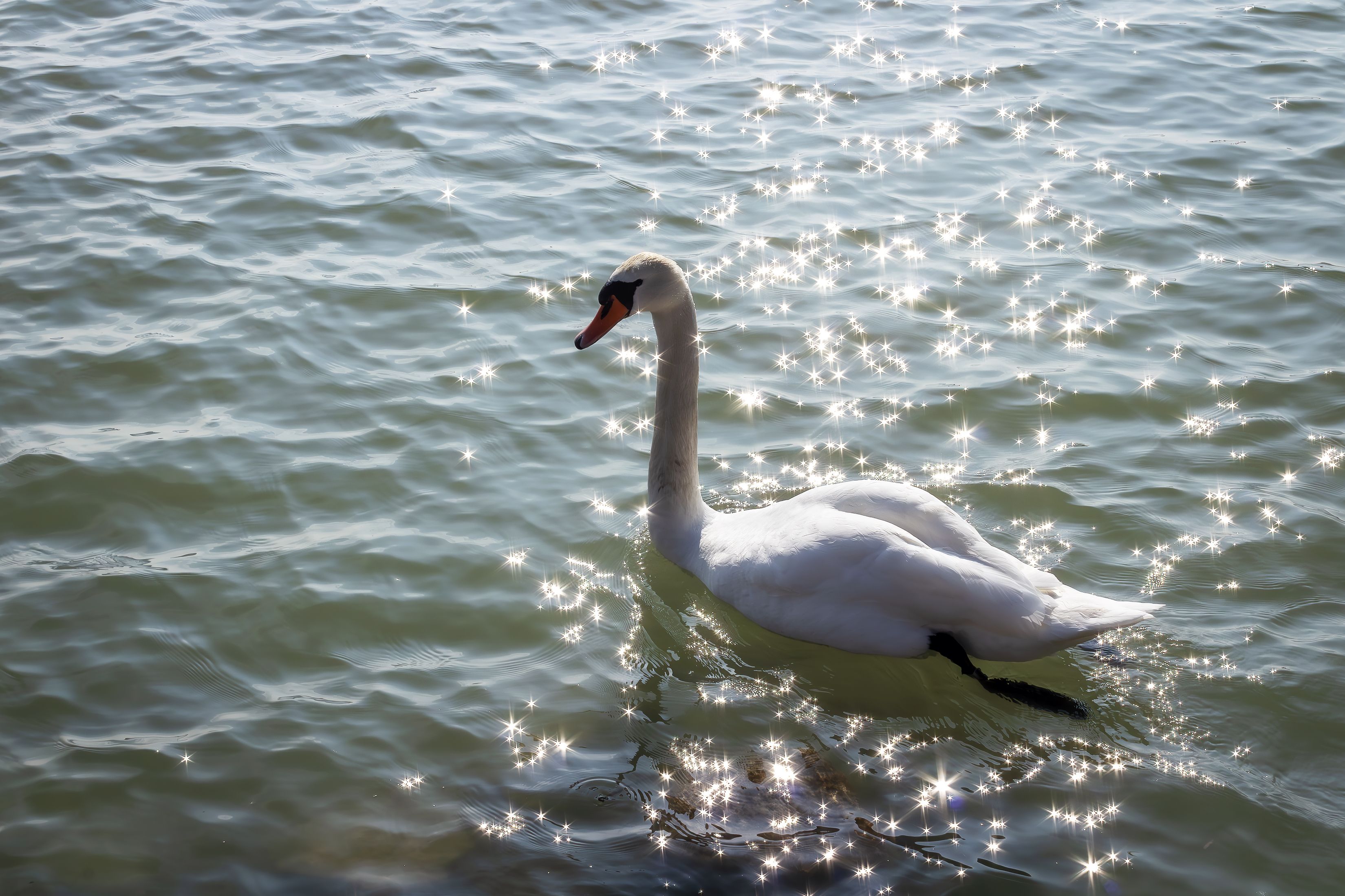 Elegant White Swan Gliding on Shimmering Water · Free Stock Photo