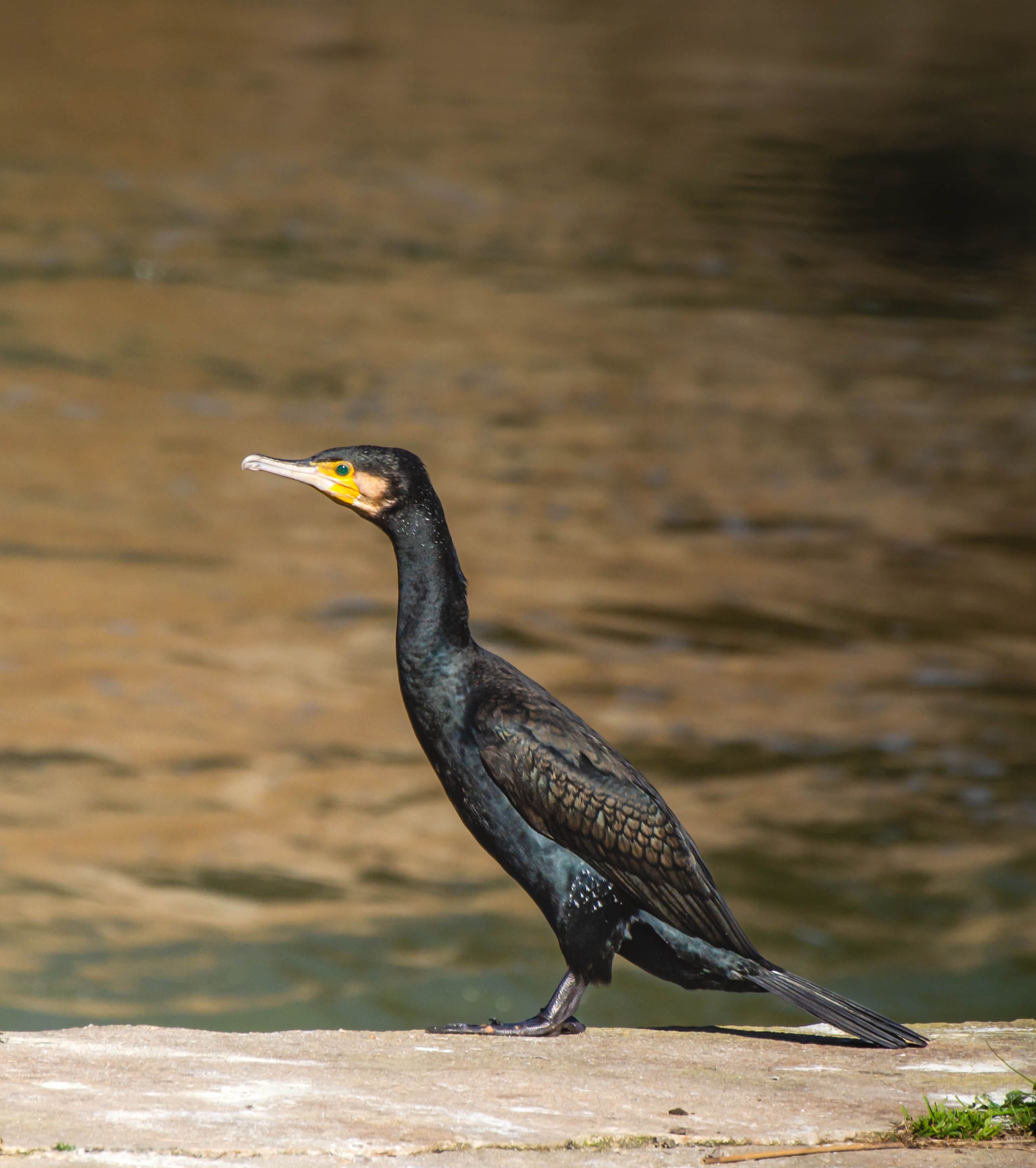 Great Cormorant Poses by Tranquil Waterside · Free Stock Photo