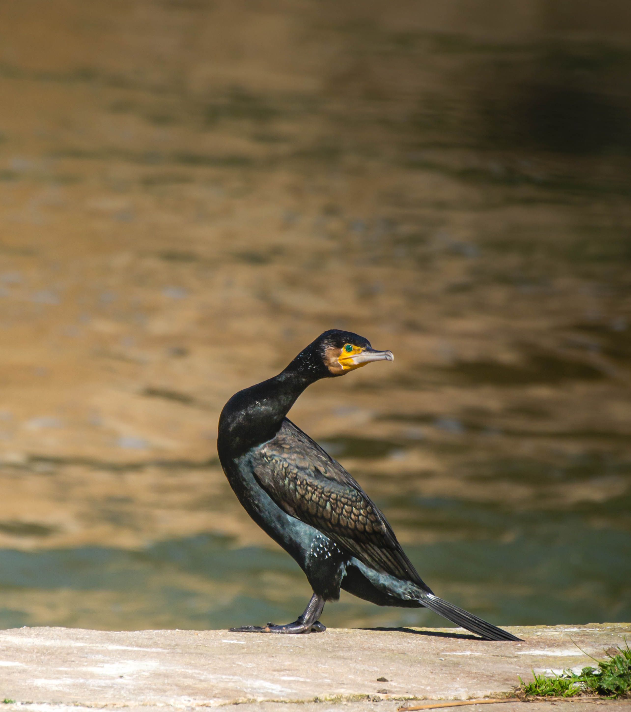 Cormorant Bird Standing by a Tranquil Water Body · Free Stock Photo