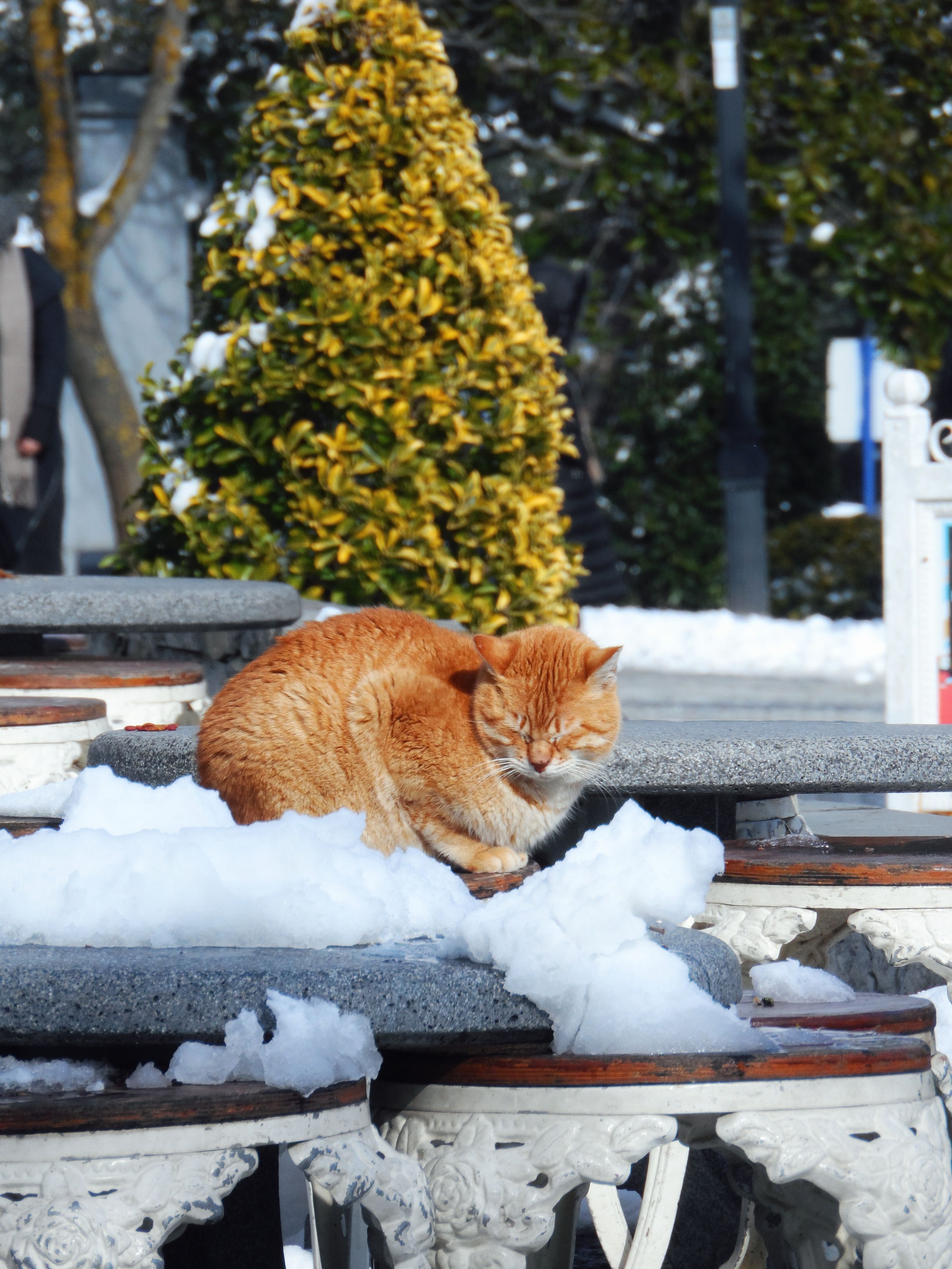 Orange Cat Photos, Download The BEST Free Orange Cat Stock Photos & HD ...
