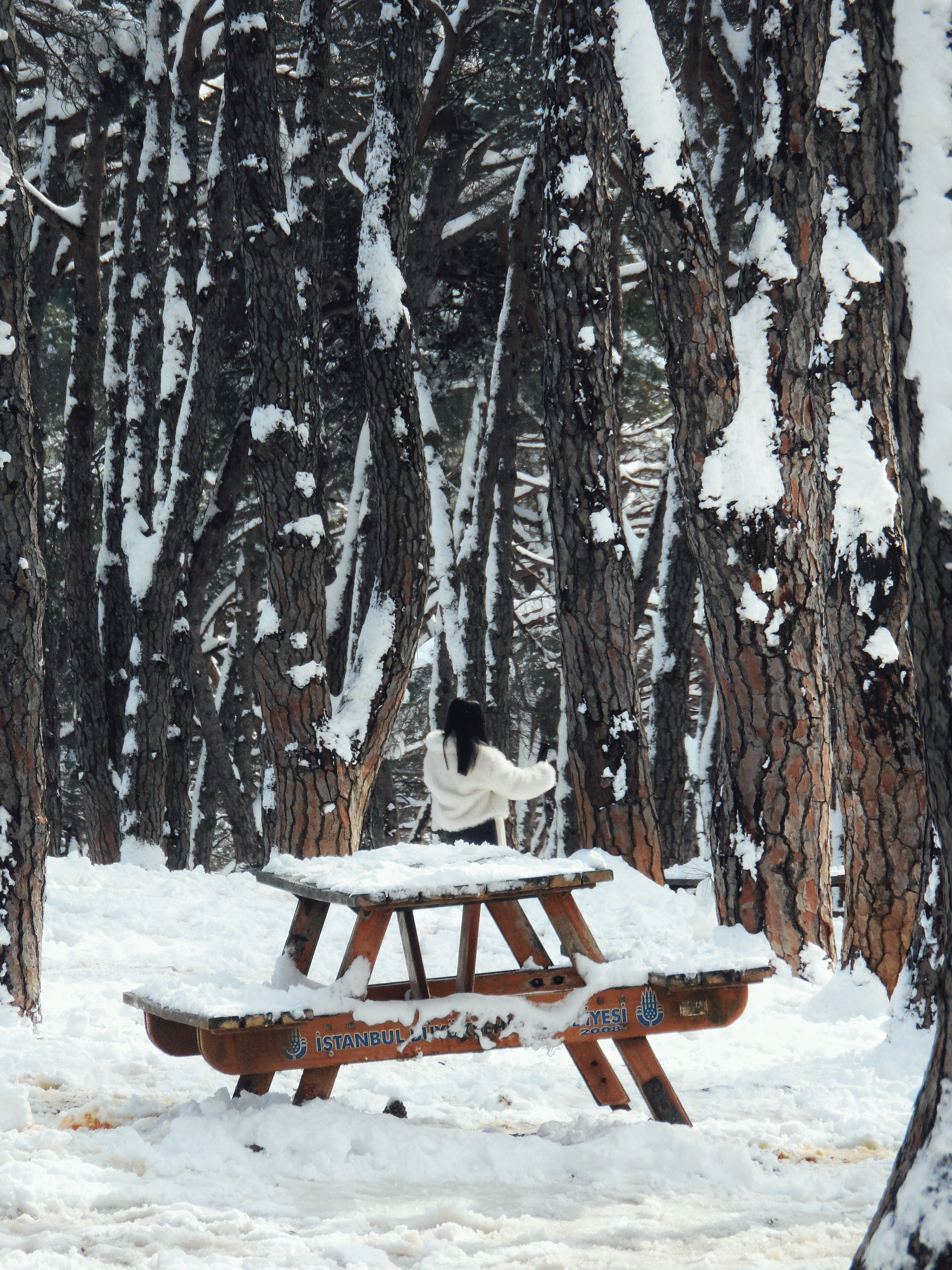 Snowy Winter Scene in Pine Forest · Free Stock Photo