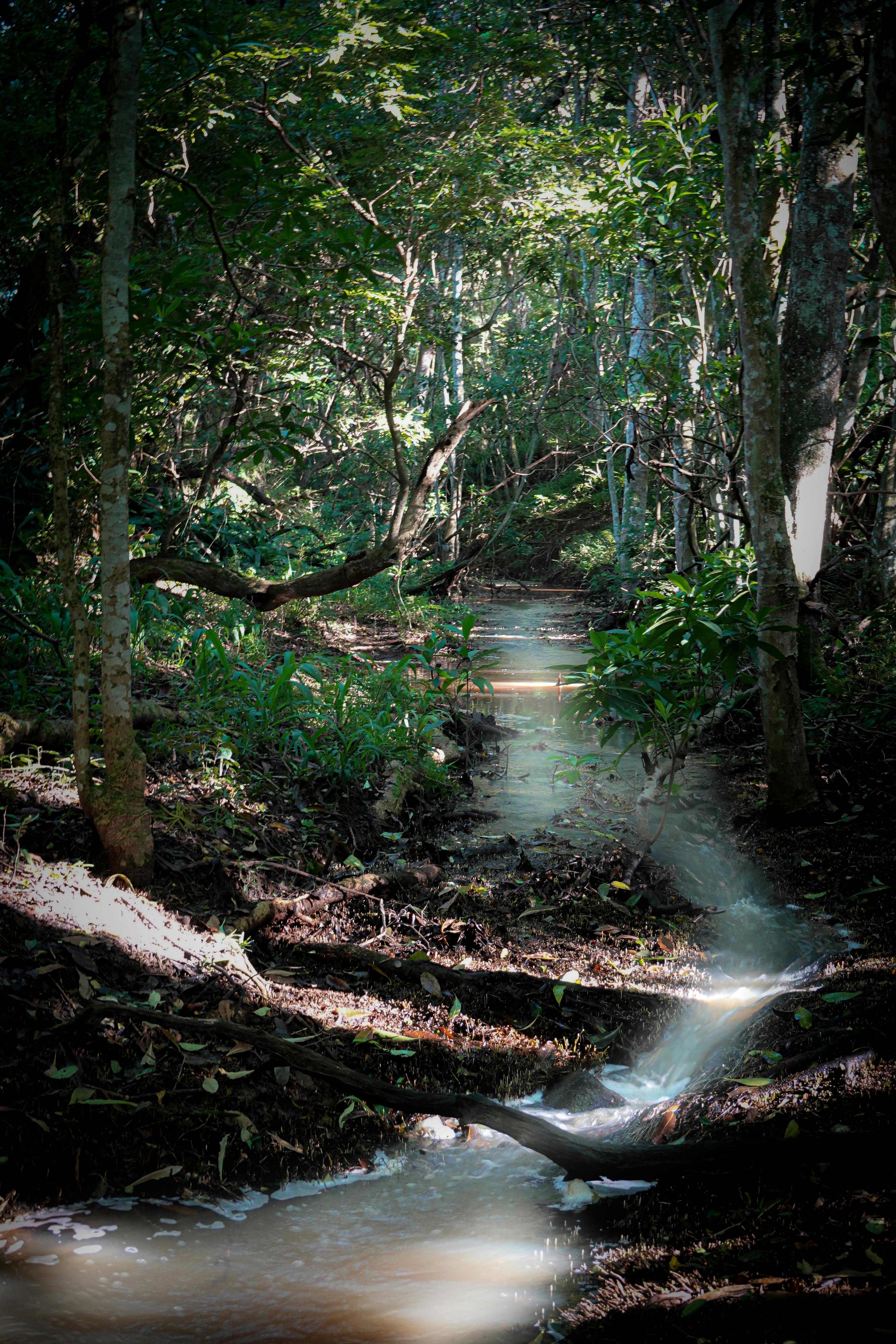 Arroyo Sereno En El Bosque Con Rayos De Sol · Foto de stock gratuita