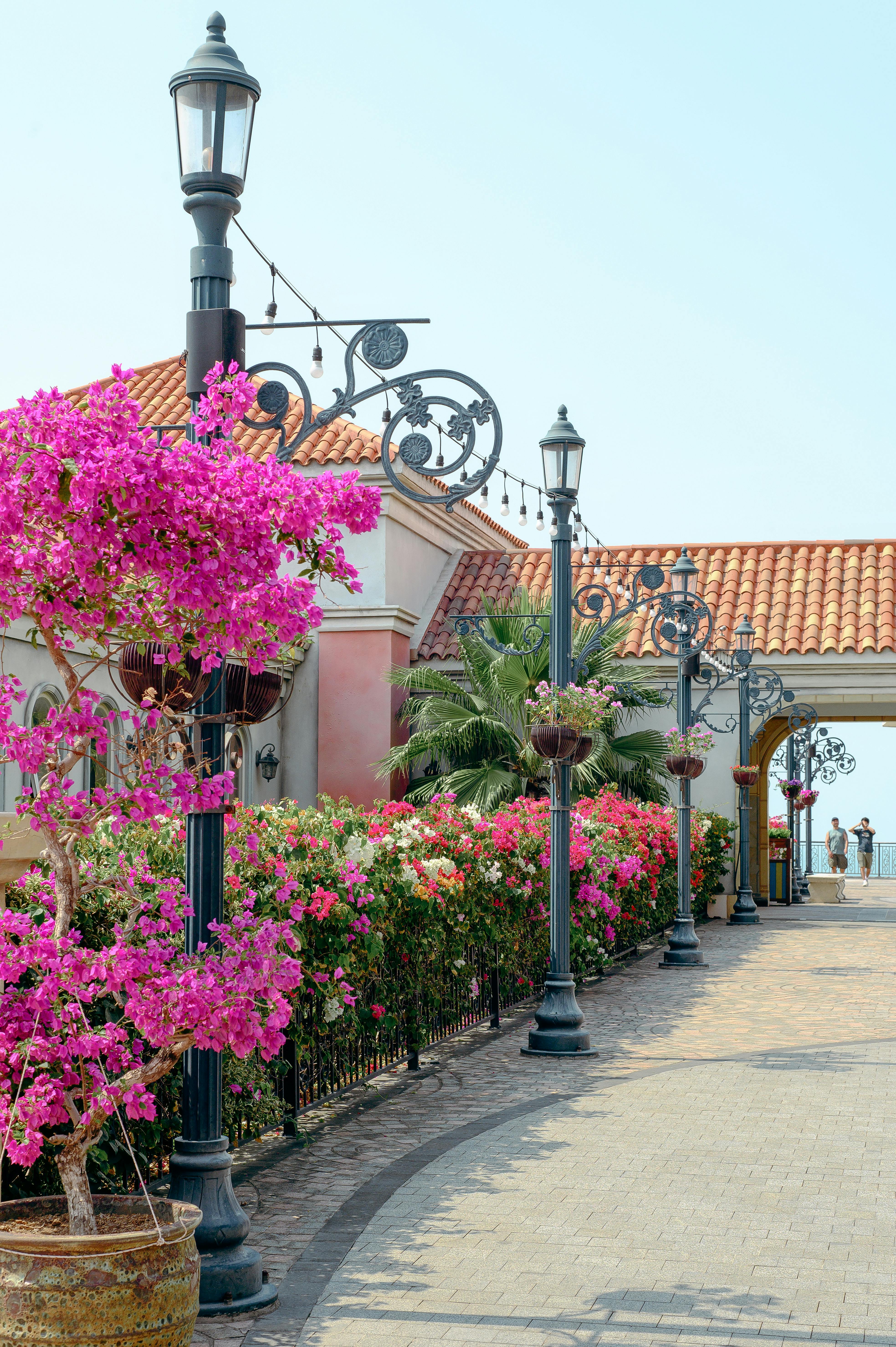 Mediterranean Style Pathway with Pink Bougainvillea · Free Stock Photo