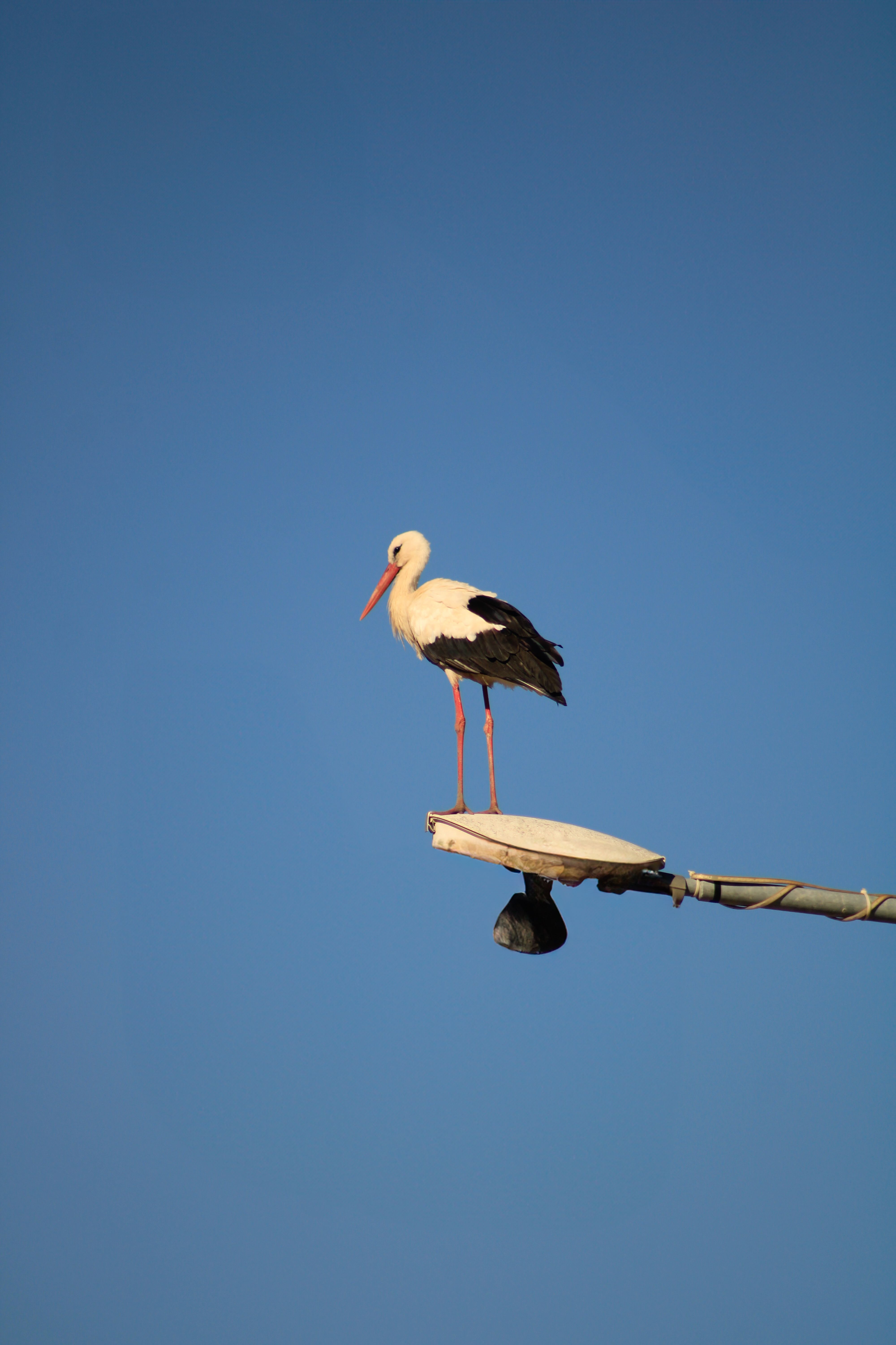 Stork Perched on Streetlight Against Blue Sky · Free Stock Photo