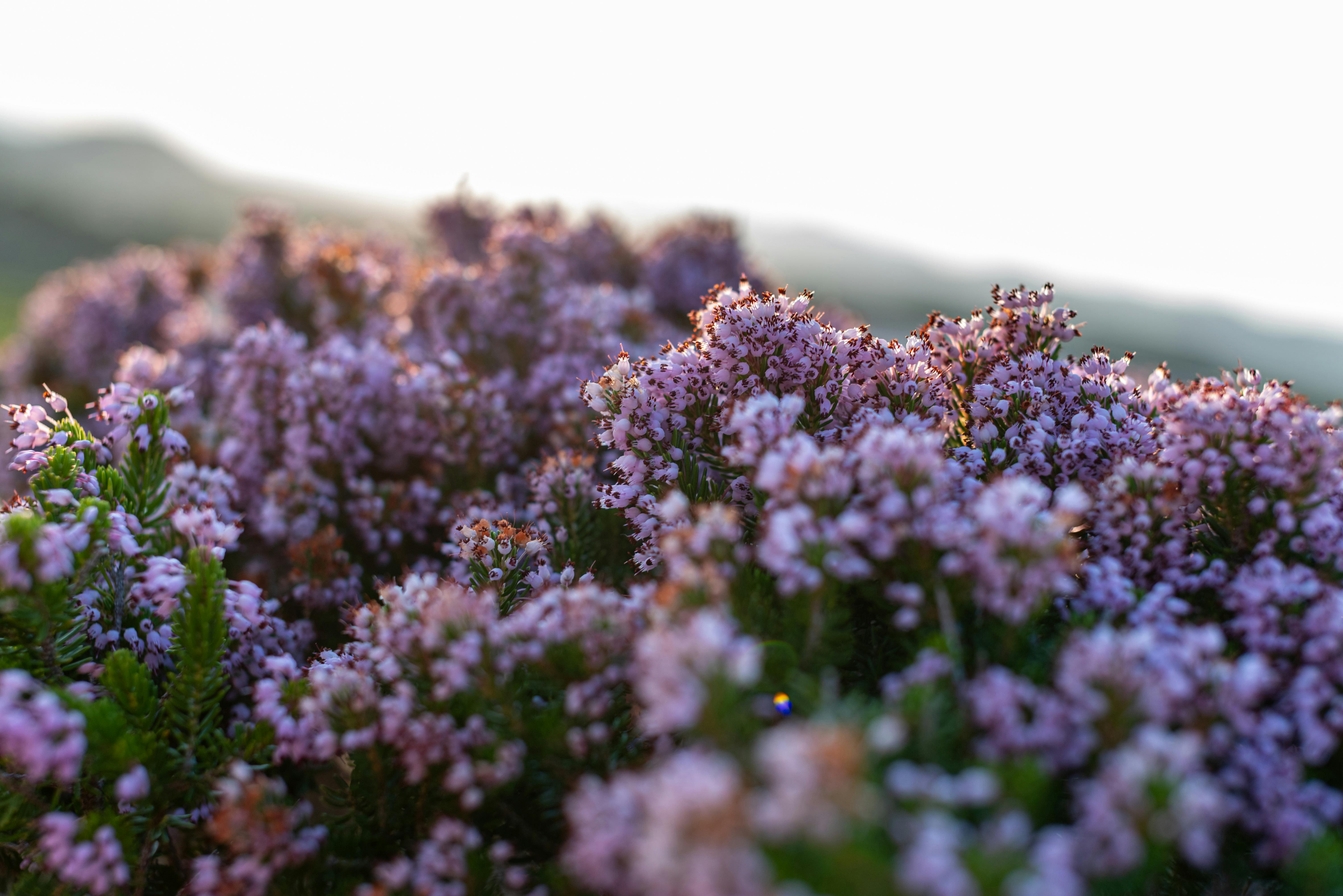 Spring Background Heather Photos, Download The BEST Free Spring ...
