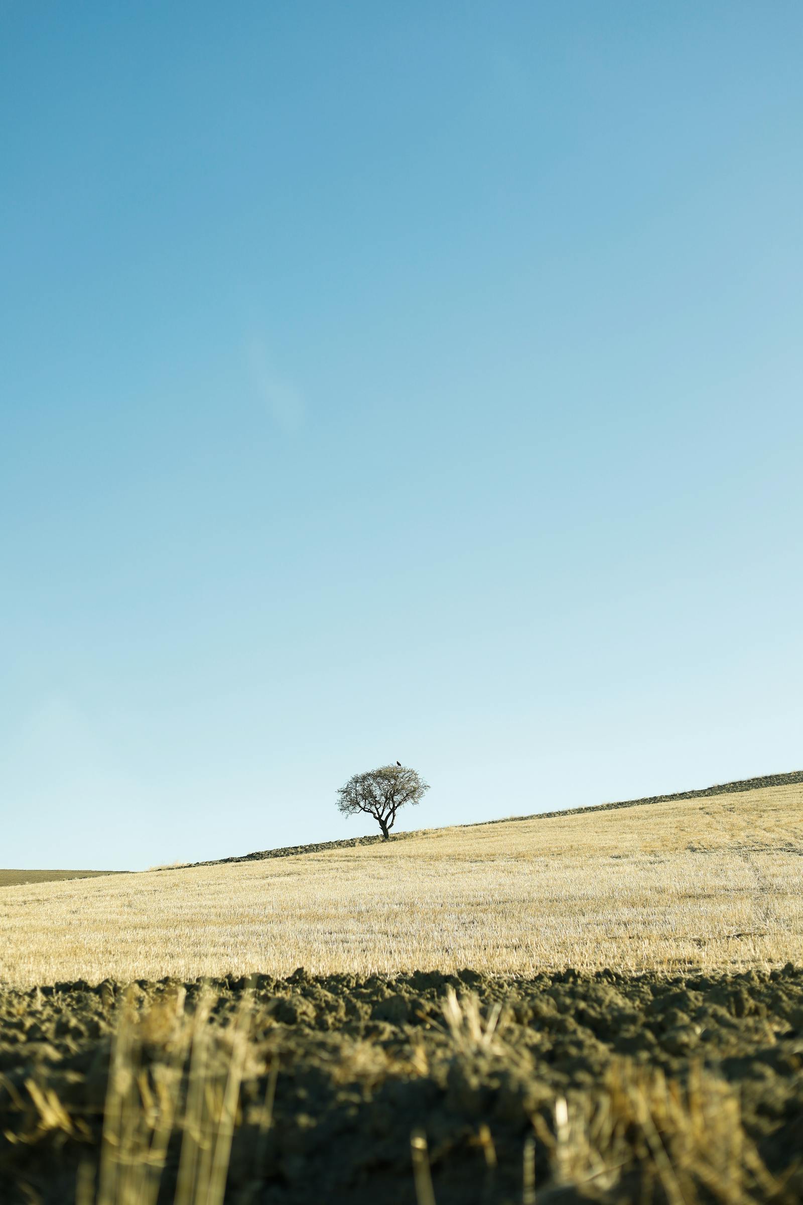 Single Tree Photos, Download The BEST Free Single Tree Stock Photos ...