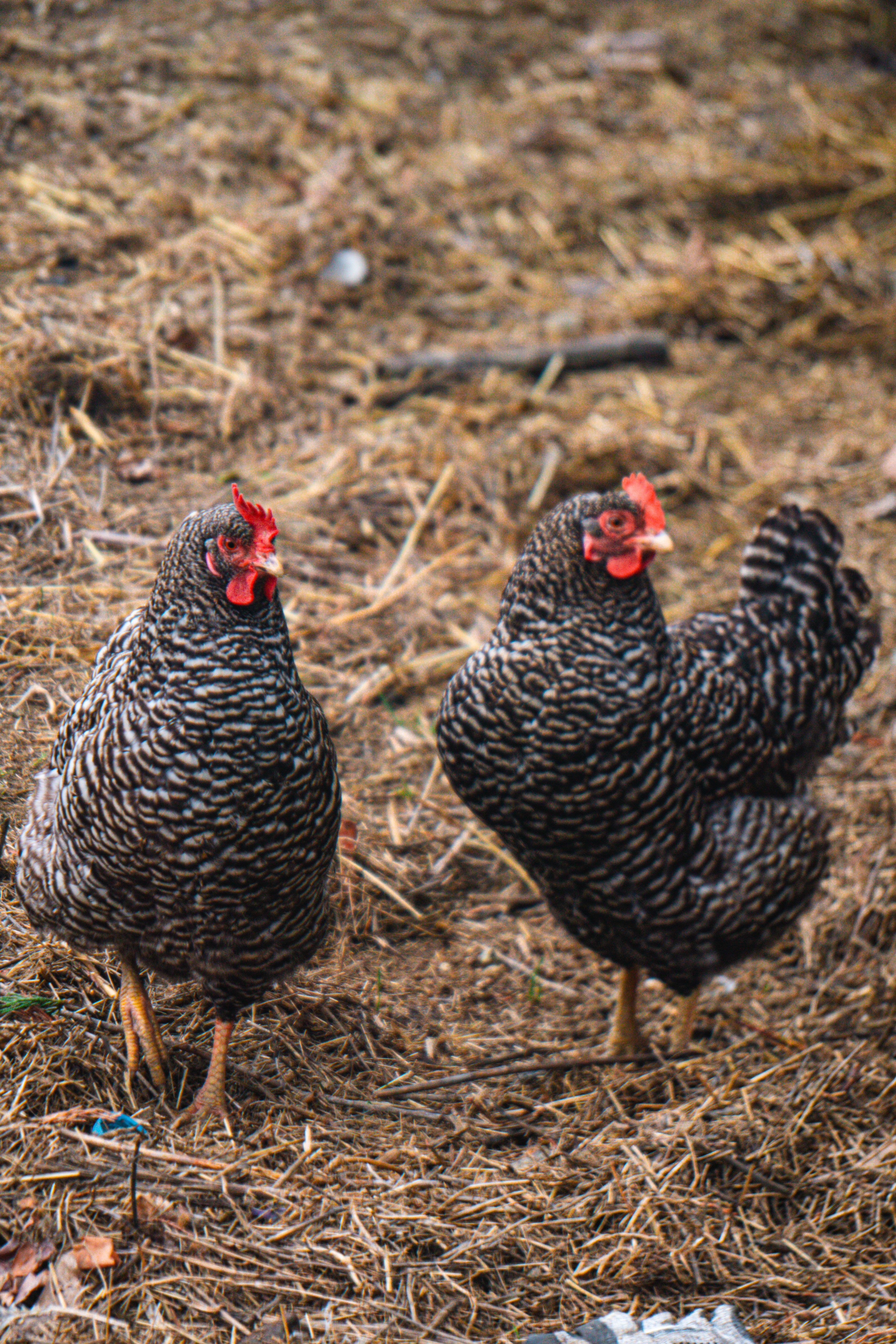 Barred Rock Chickens in İstanbul Farm Setting · Free Stock Photo