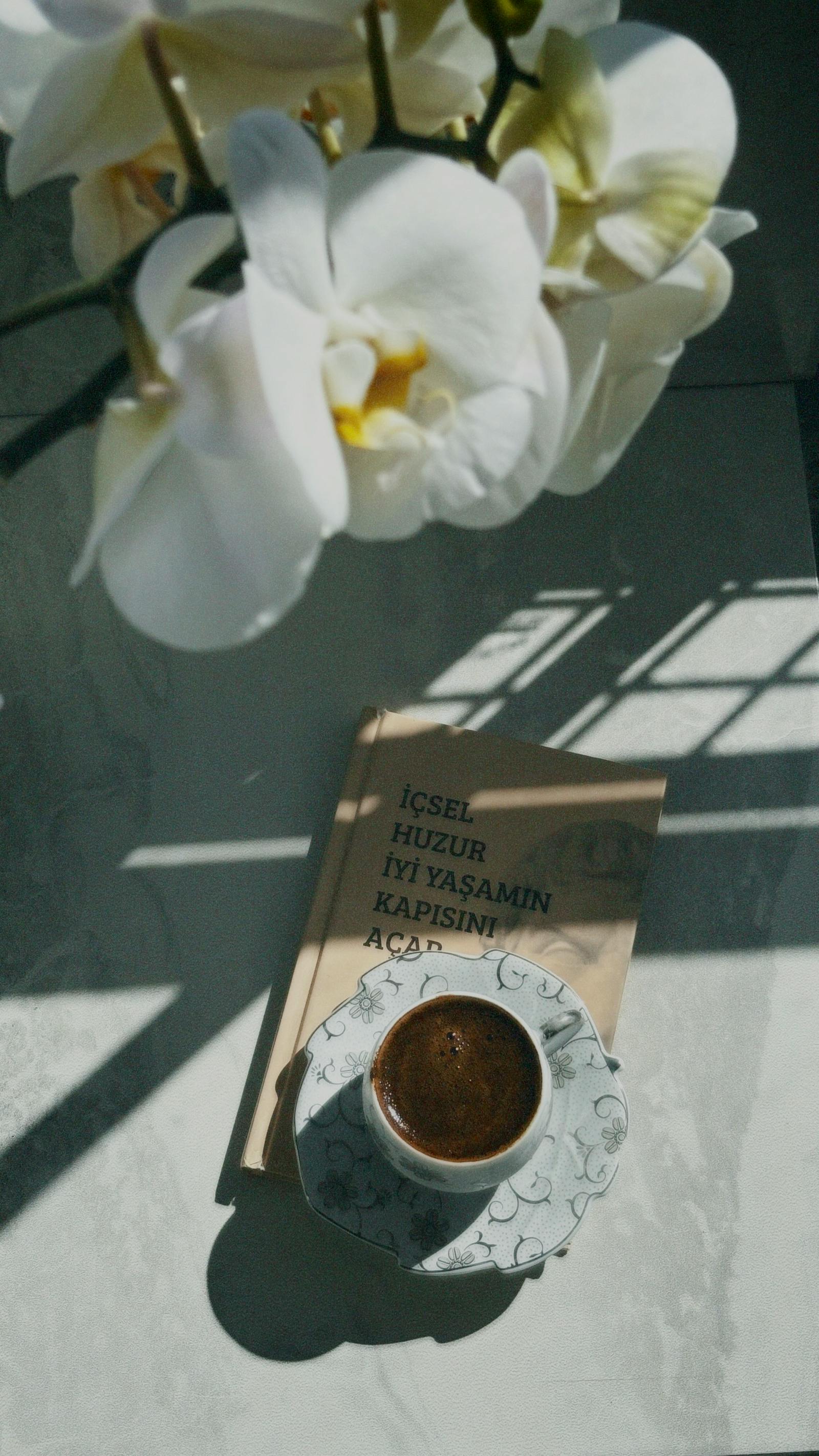 Coffee Plant Photos, Download The BEST Free Coffee Plant Stock Photos ...