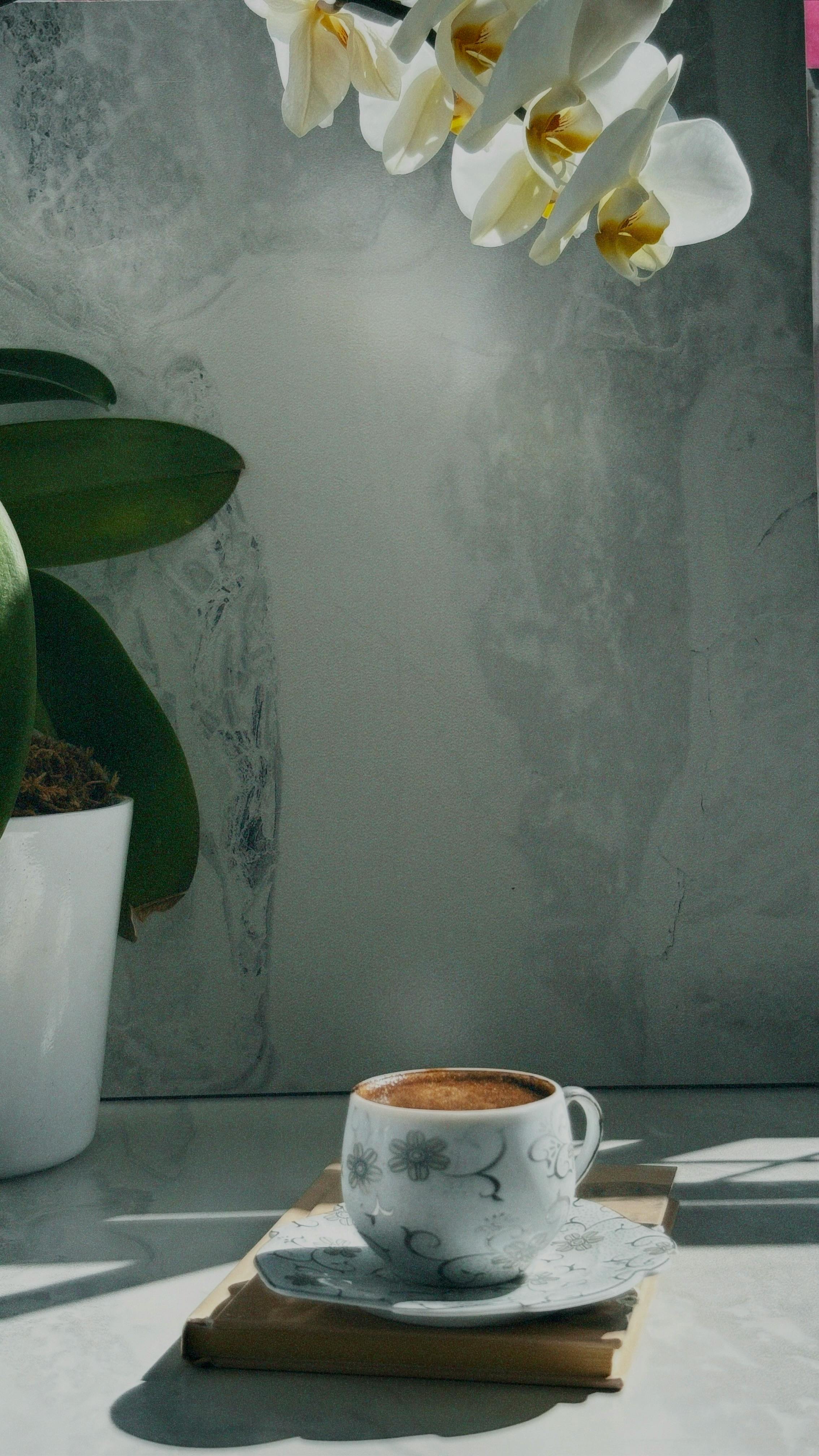 Elegant Morning Coffee with Orchid in Sunlit Interior · Free Stock Photo