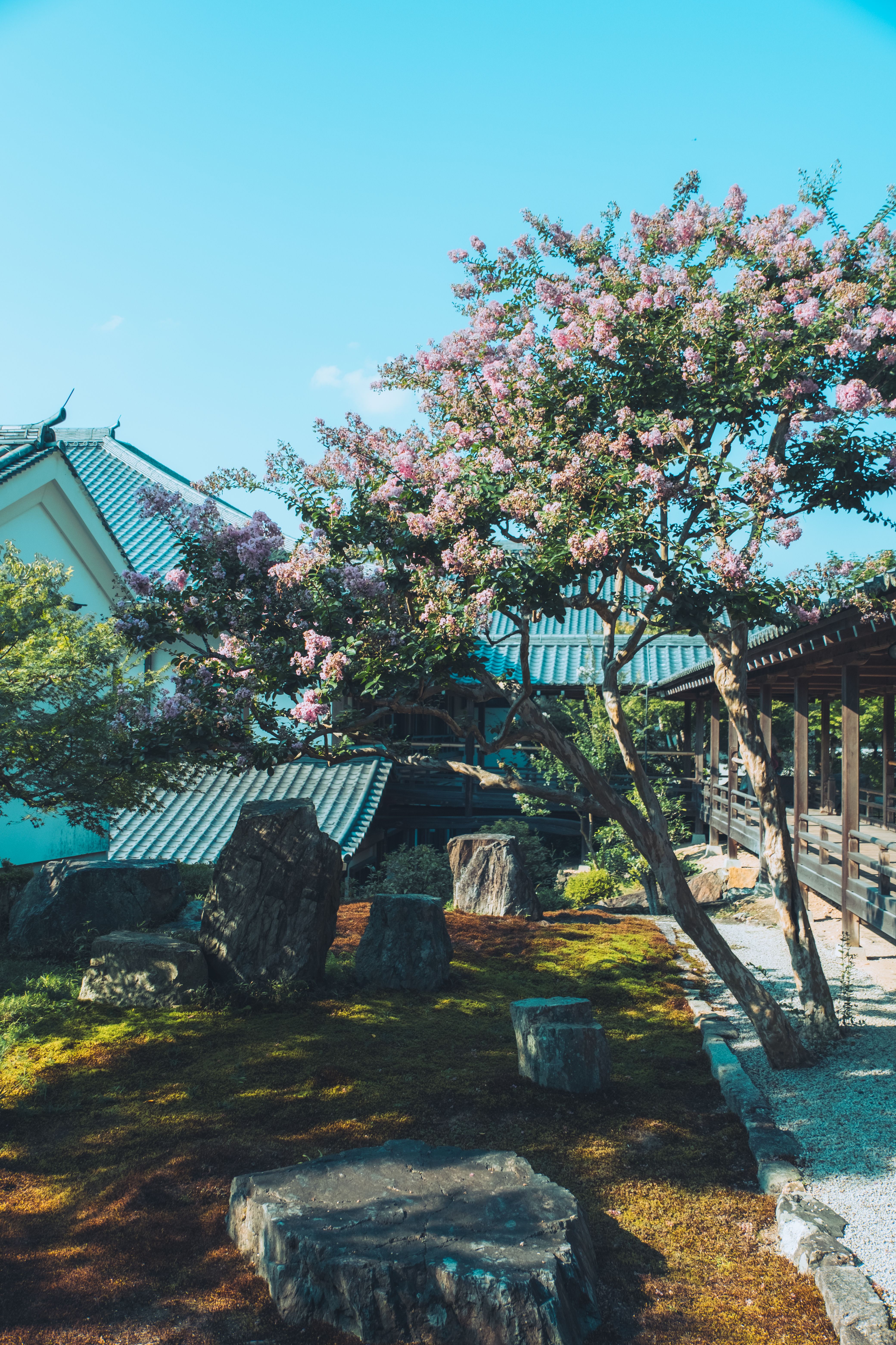 Jardín Japonés Sereno Con Cerezos En Flor · Foto de stock gratuita
