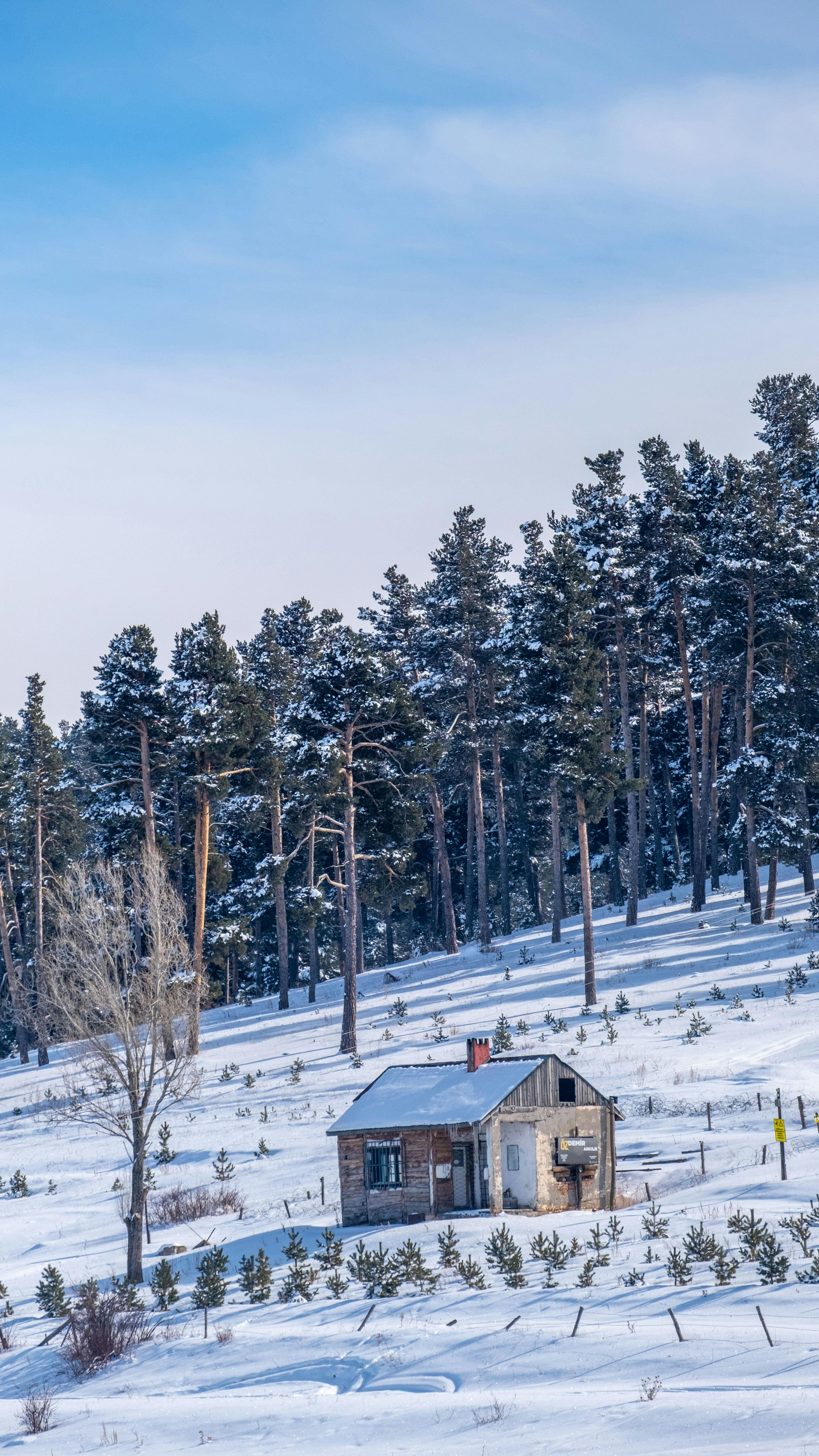 Snow-covered Forest and Cabin in Sarıkamış, Türkiye · Free Stock Photo