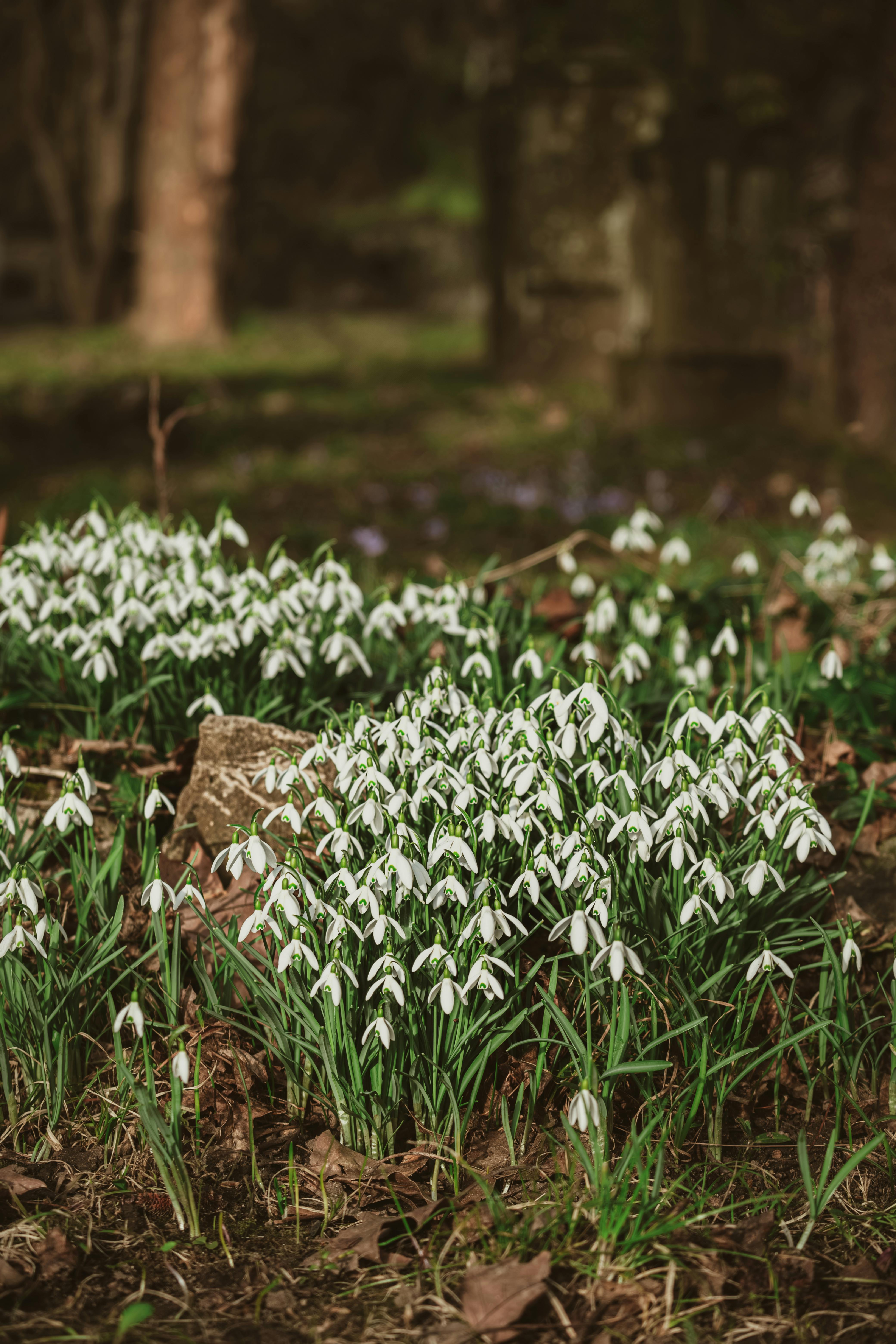 Snowdrops Blooming on Forest Floor in Spring · Free Stock Photo