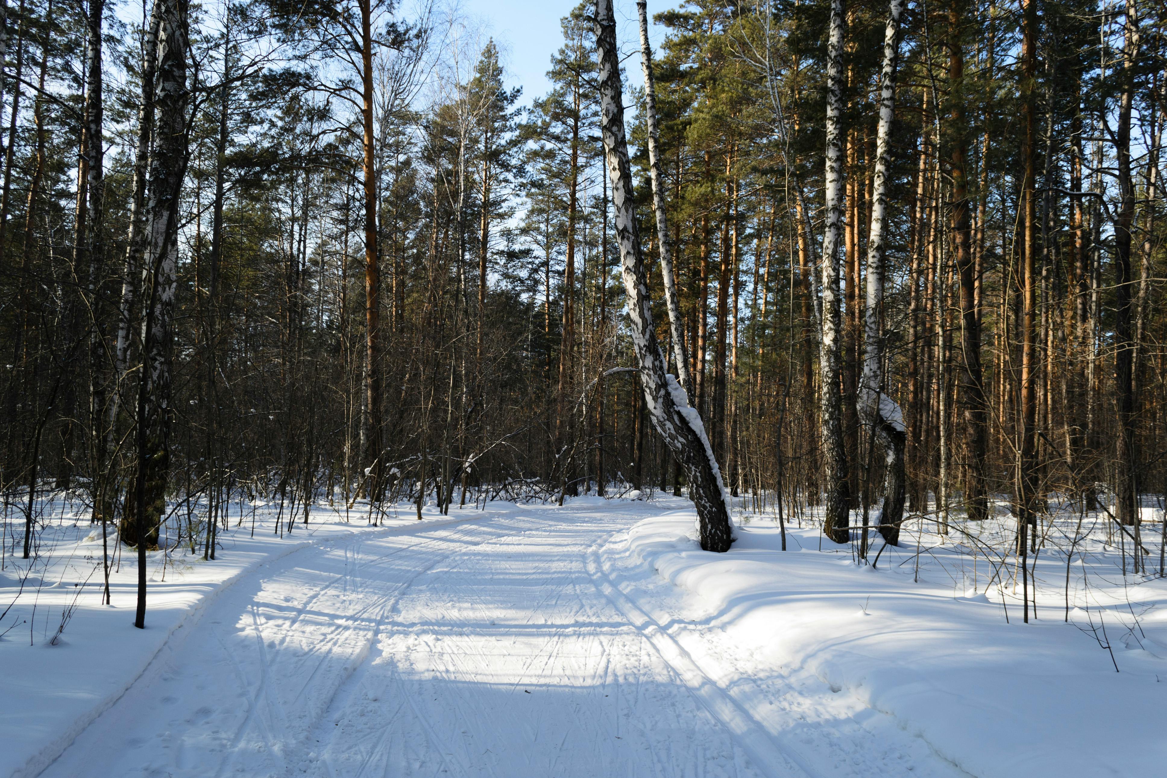 Winter Forest Path Under Bright Sunlight · Free Stock Photo