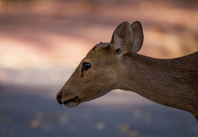 Animals Profile Picture Photos, Download The BEST Free Animals Profile ...