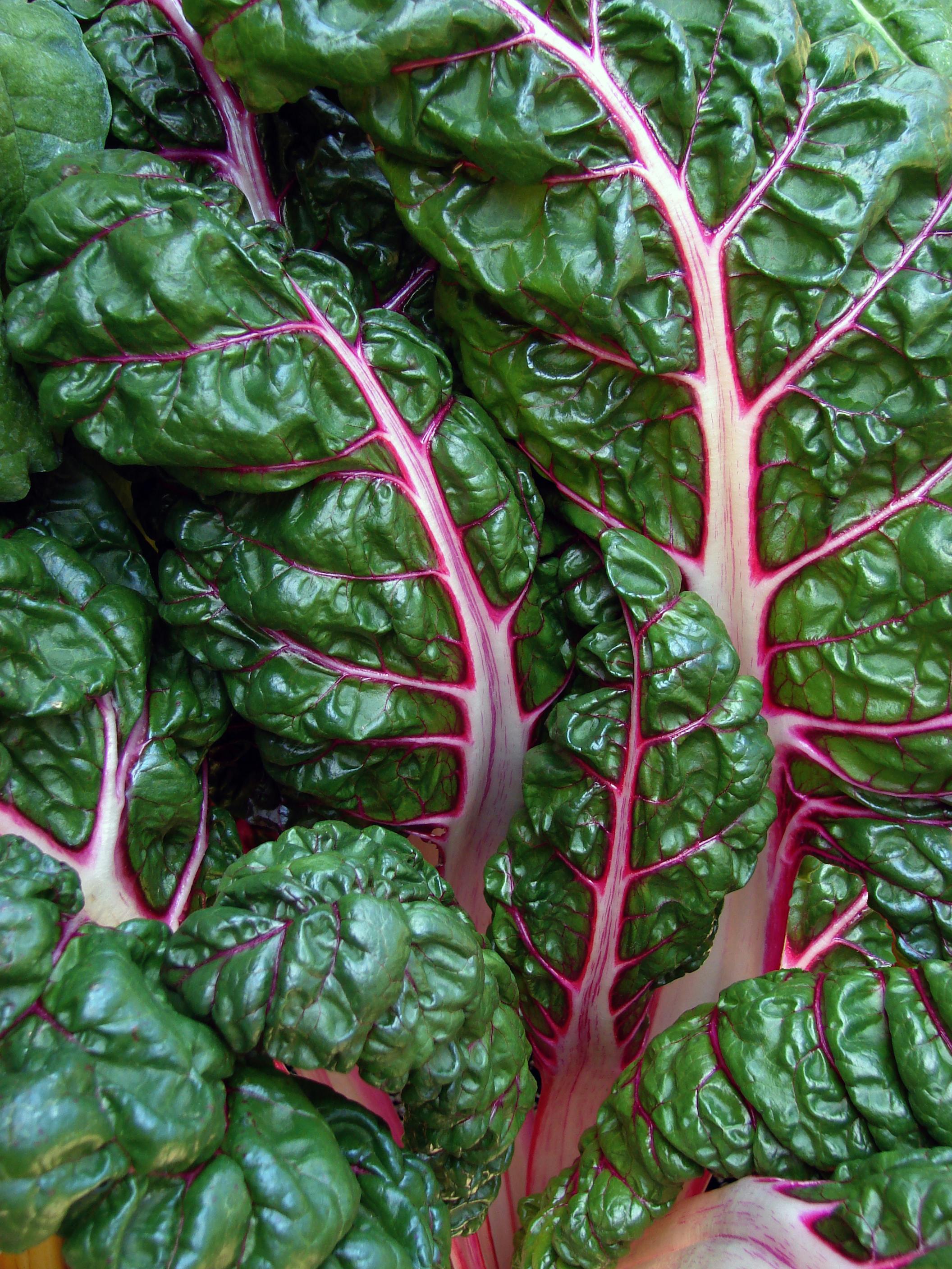 Close-Up of Vibrant Swiss Chard Leaves · Free Stock Photo