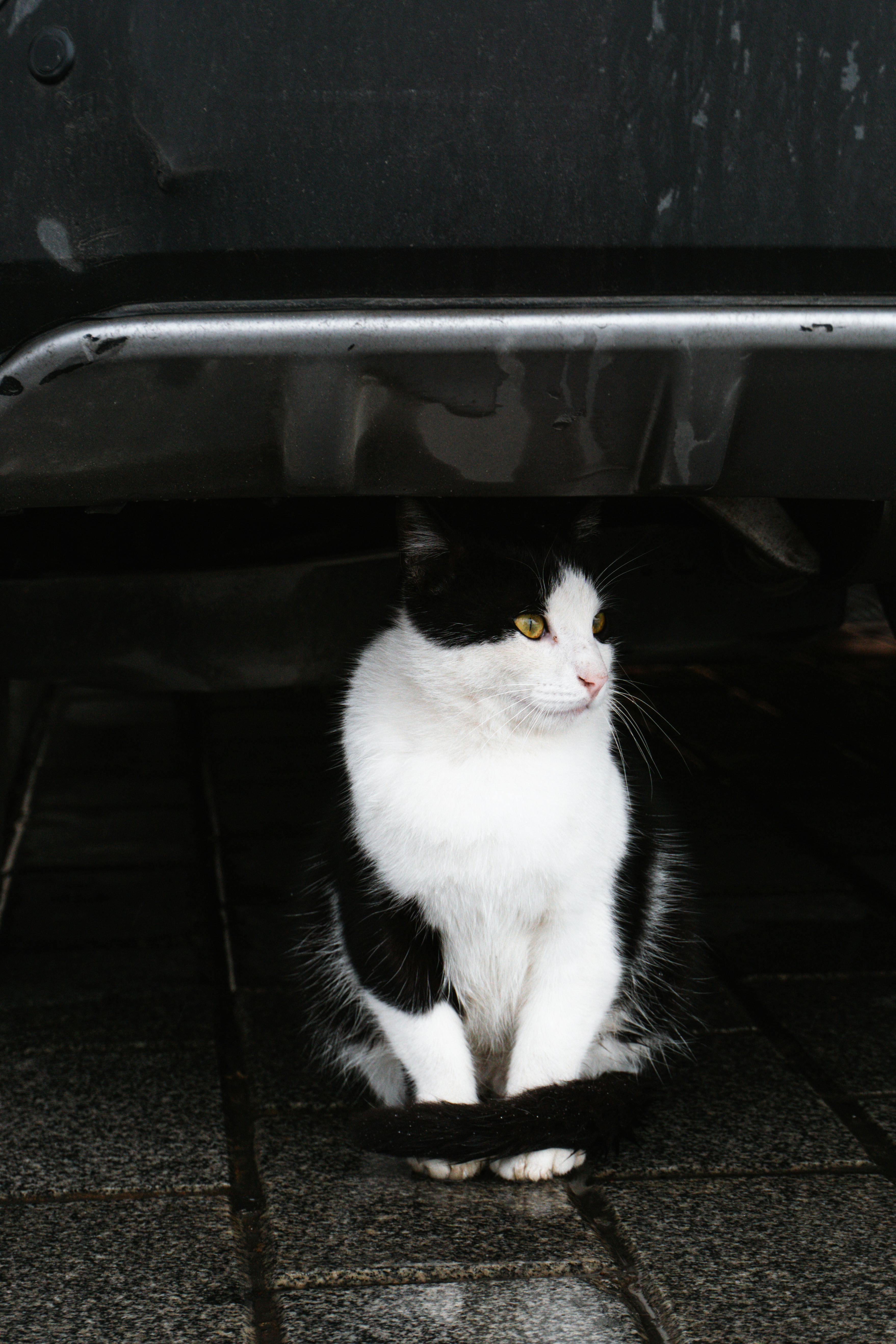 Gato Calicó Sentado Debajo De Un Coche · Foto de stock gratuita