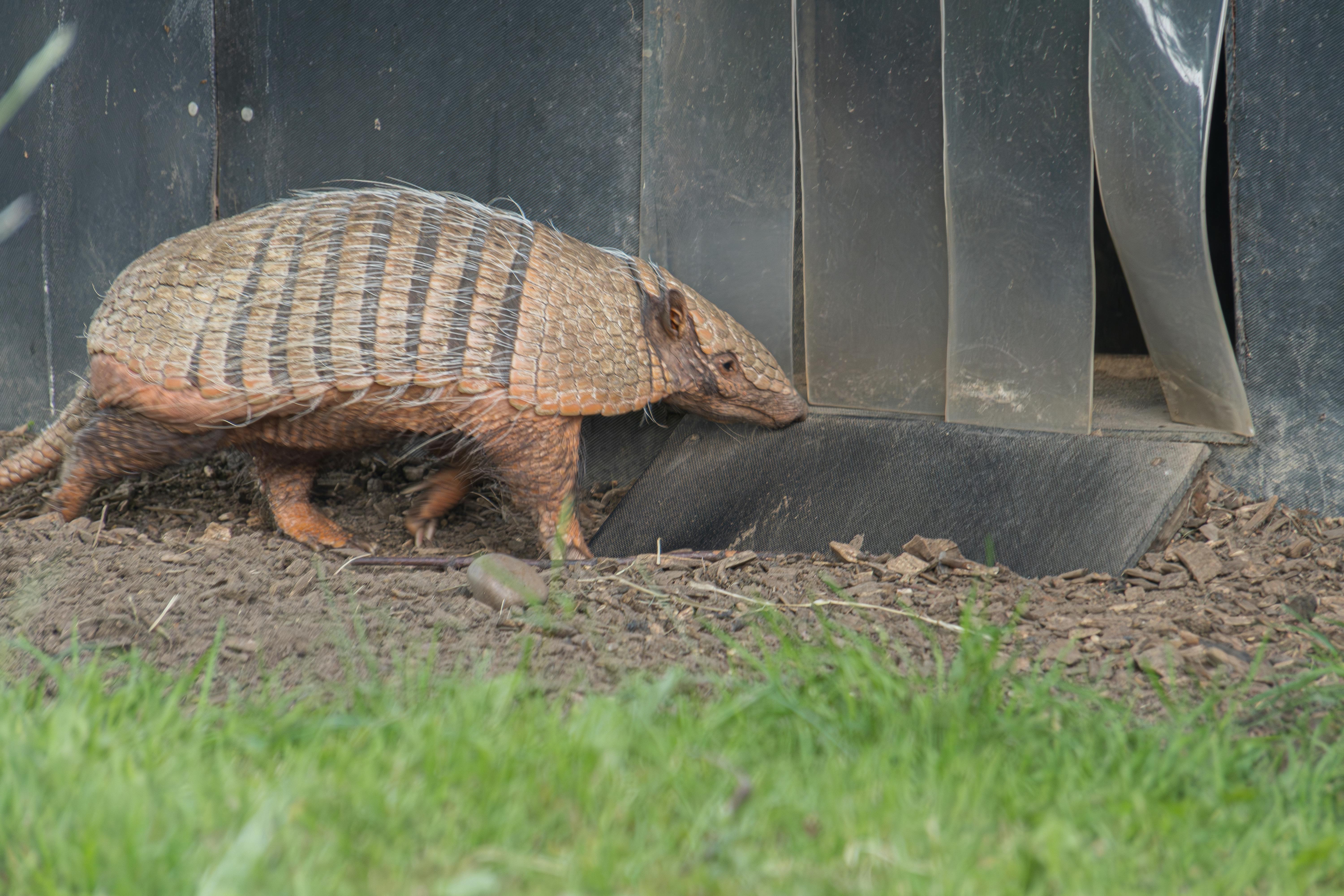 Armadillo Texture Photos, Download The BEST Free Armadillo Texture ...