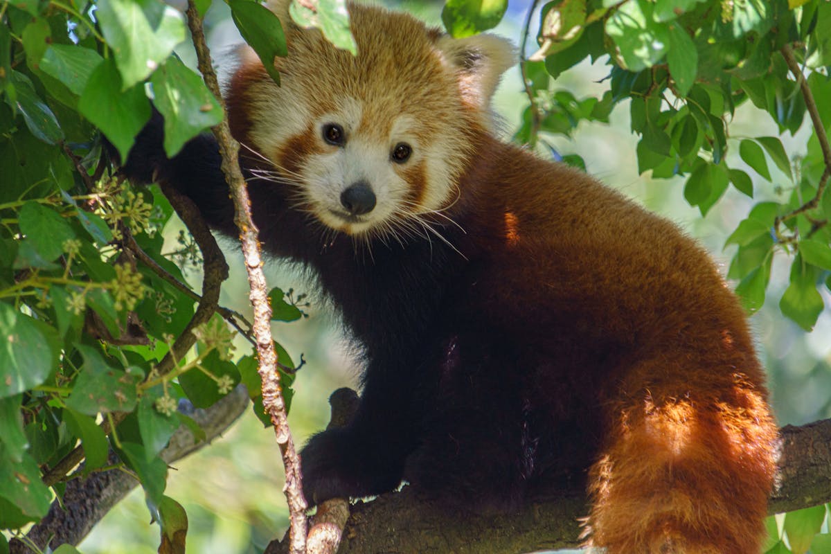 Panda Pictures Photos, Download The BEST Free Panda Pictures Stock ...