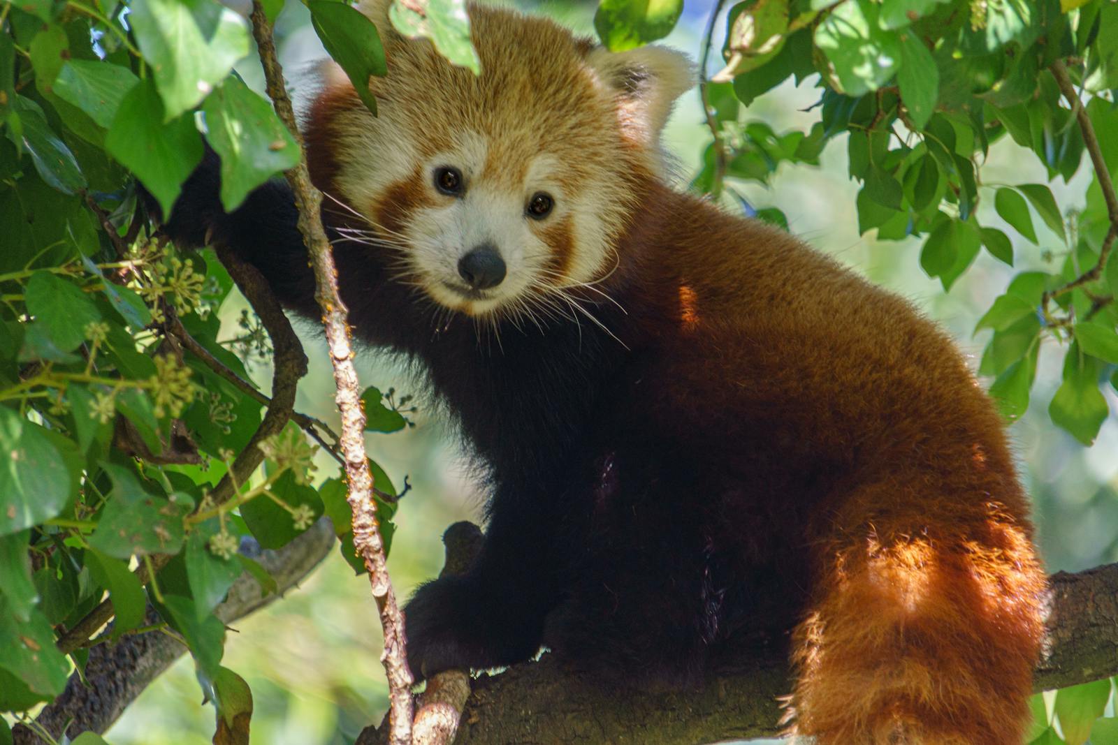 Panda Pictures Photos, Download The BEST Free Panda Pictures Stock ...