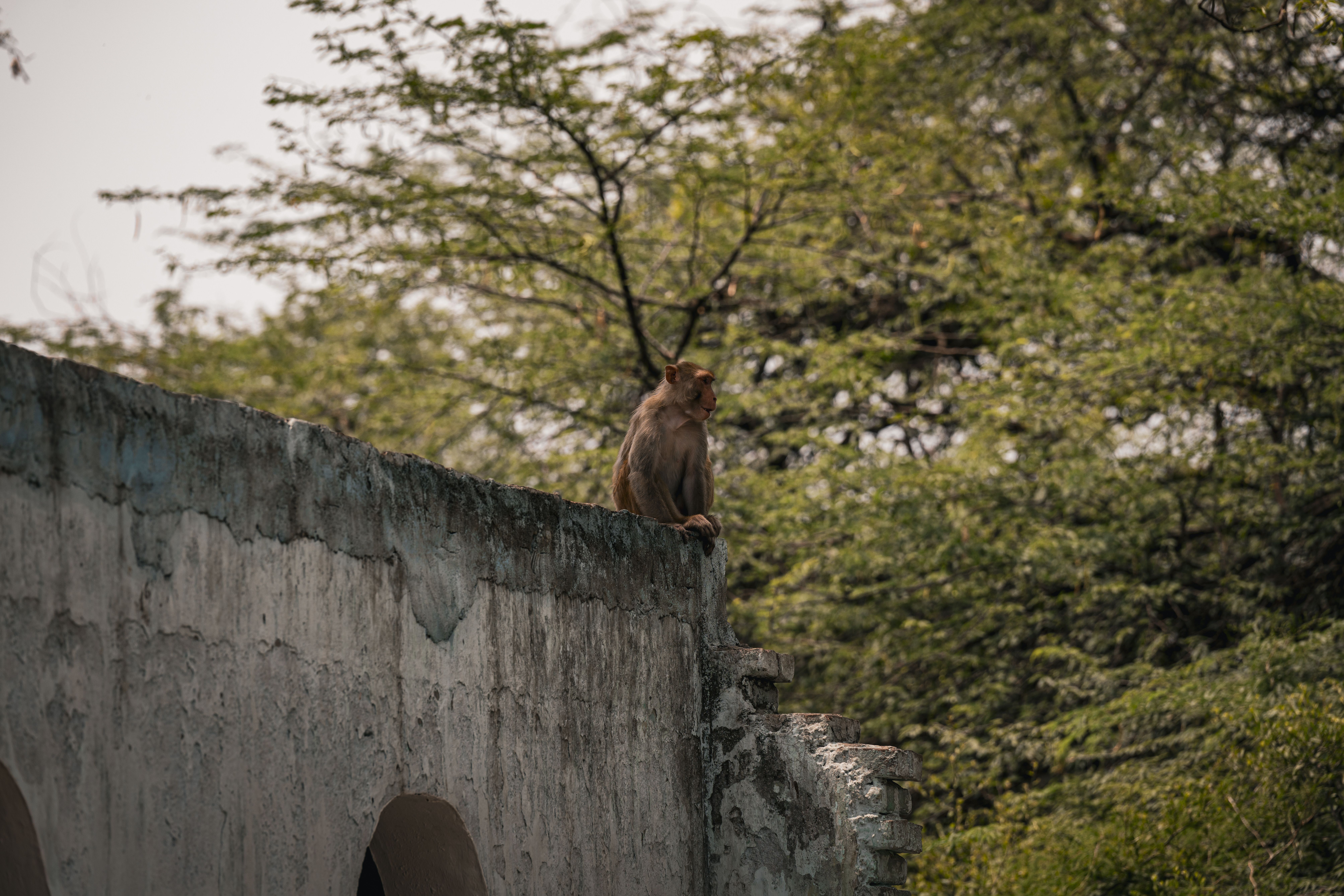 Macaco Selvagem Empoleirado Em Parede Antiga Na índia · Foto ...