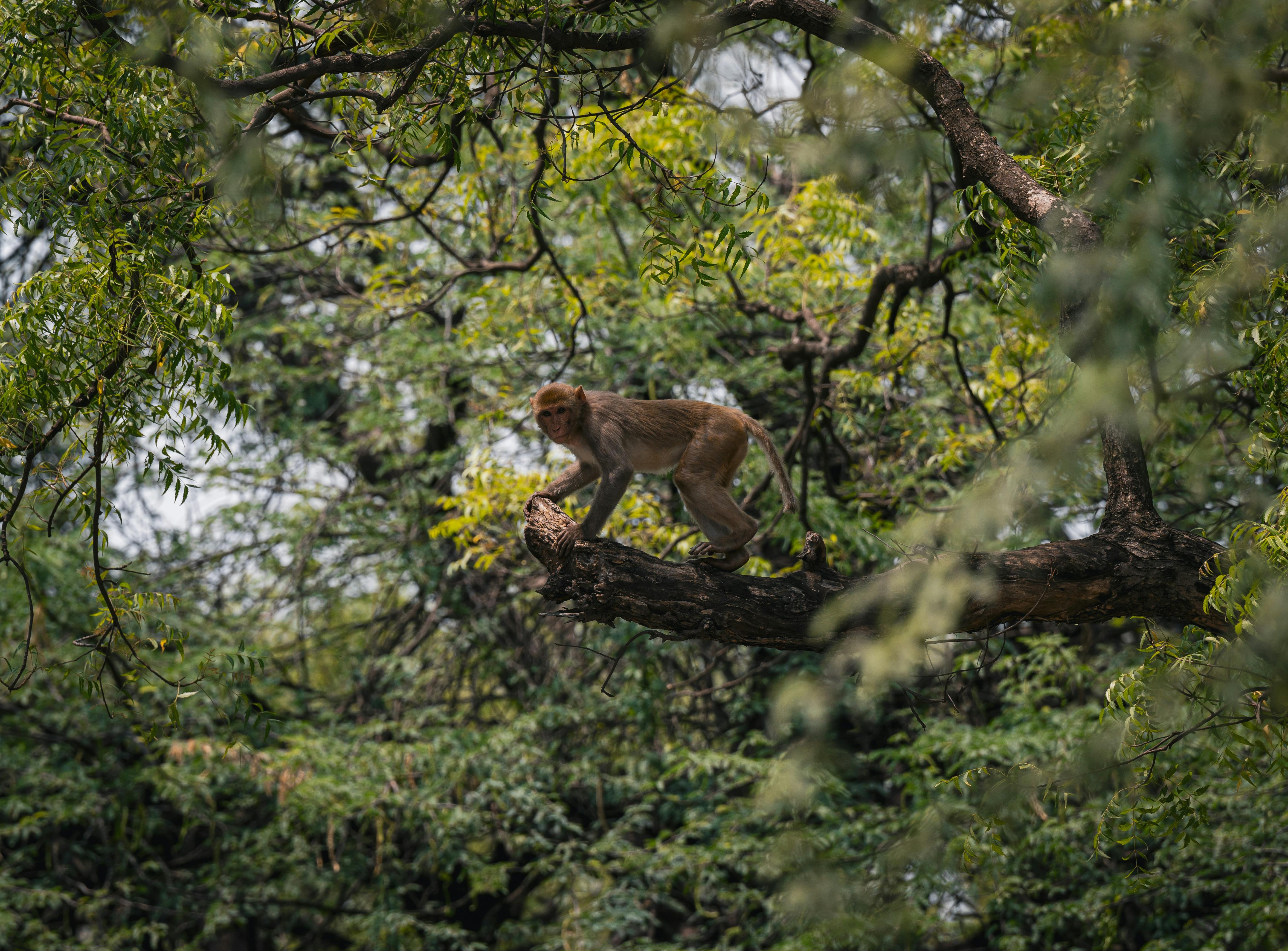 Tree Images Photos, Download The BEST Free Tree Images Stock Photos ...