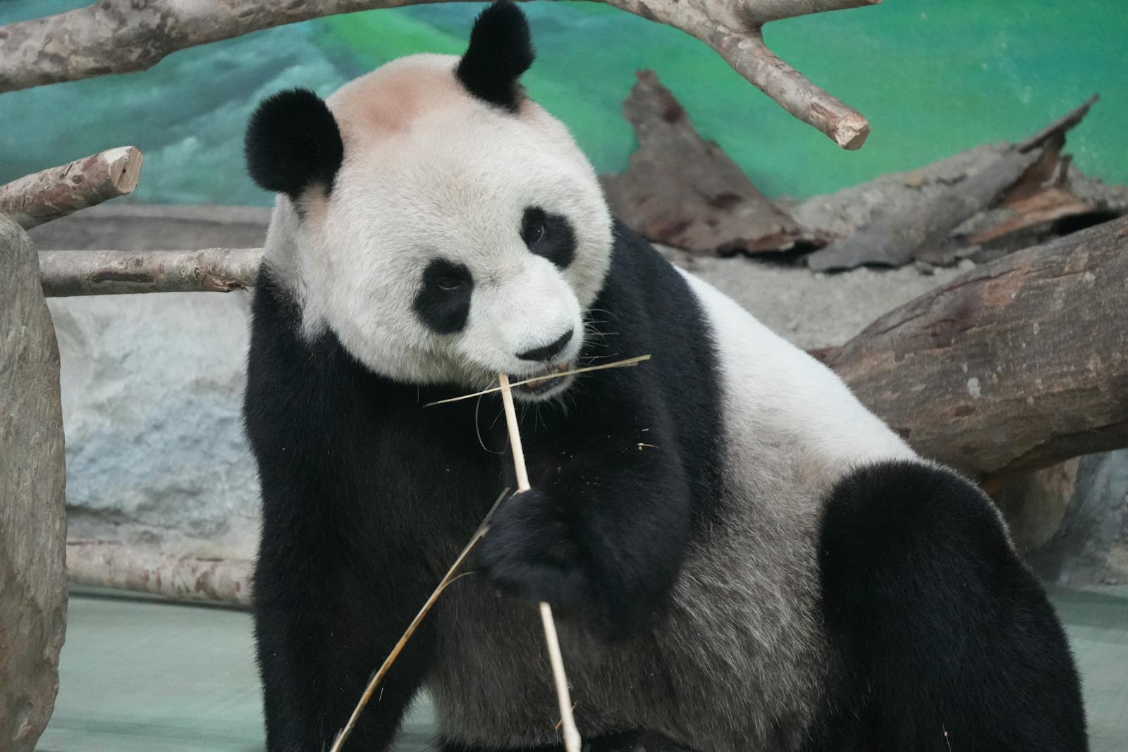 Giant Panda Photos, Download The BEST Free Giant Panda Stock Photos ...