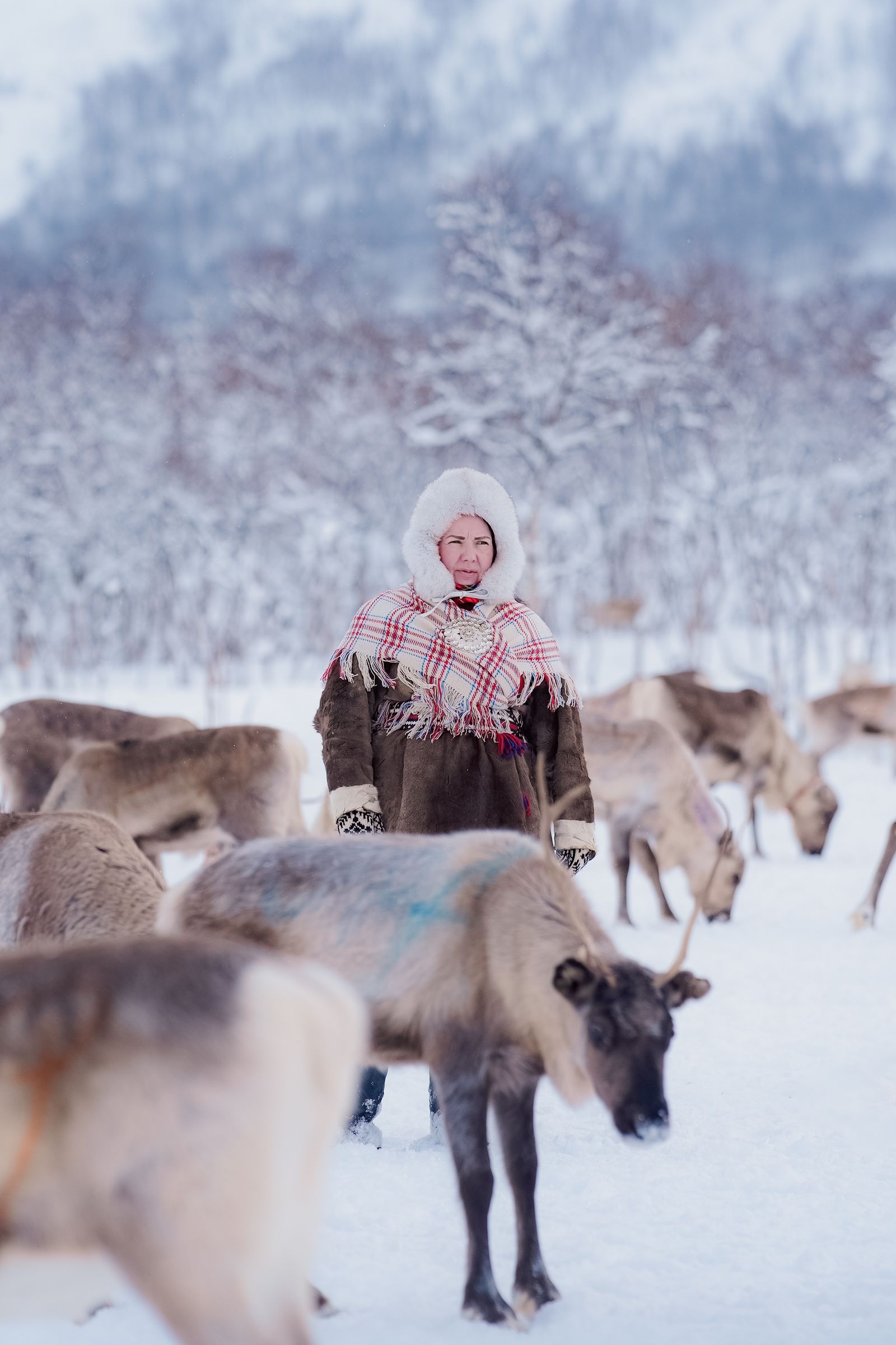 Animated Reindeer Photos, Download The BEST Free Animated Reindeer ...
