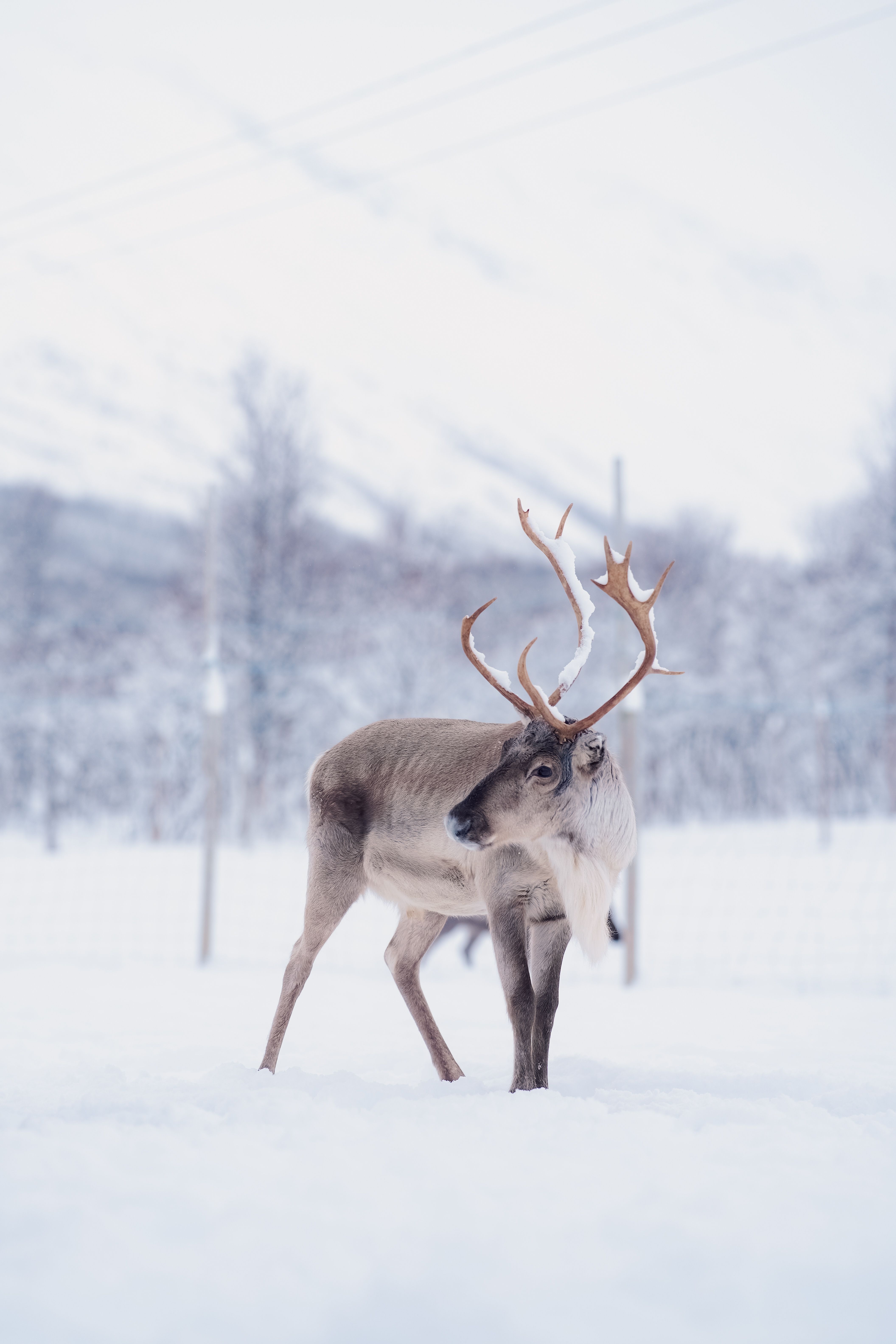 Majestic Reindeer in Wintery Norwegian Landscape · Free Stock Photo
