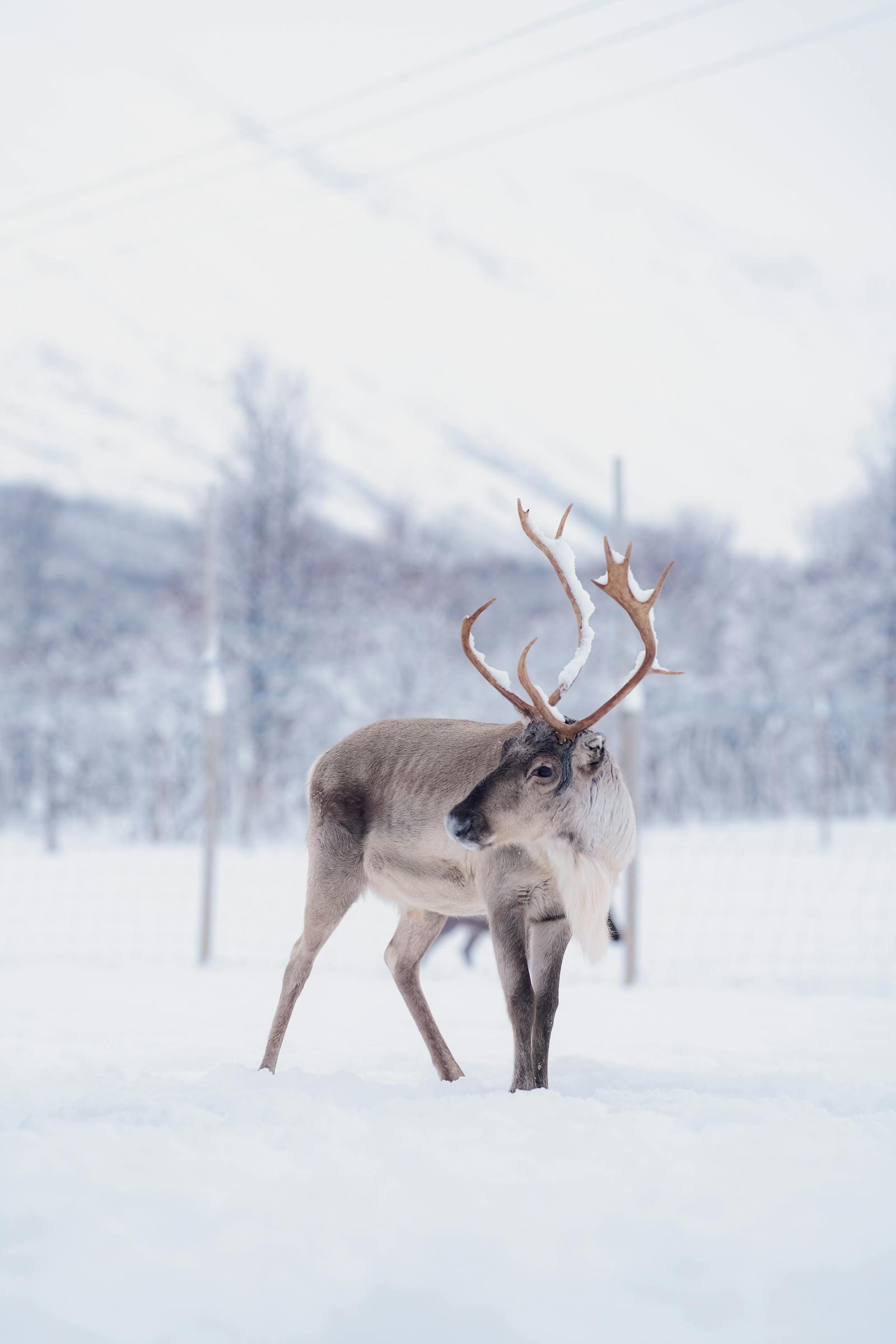 Winter Animals Photos, Download The BEST Free Winter Animals Stock ...