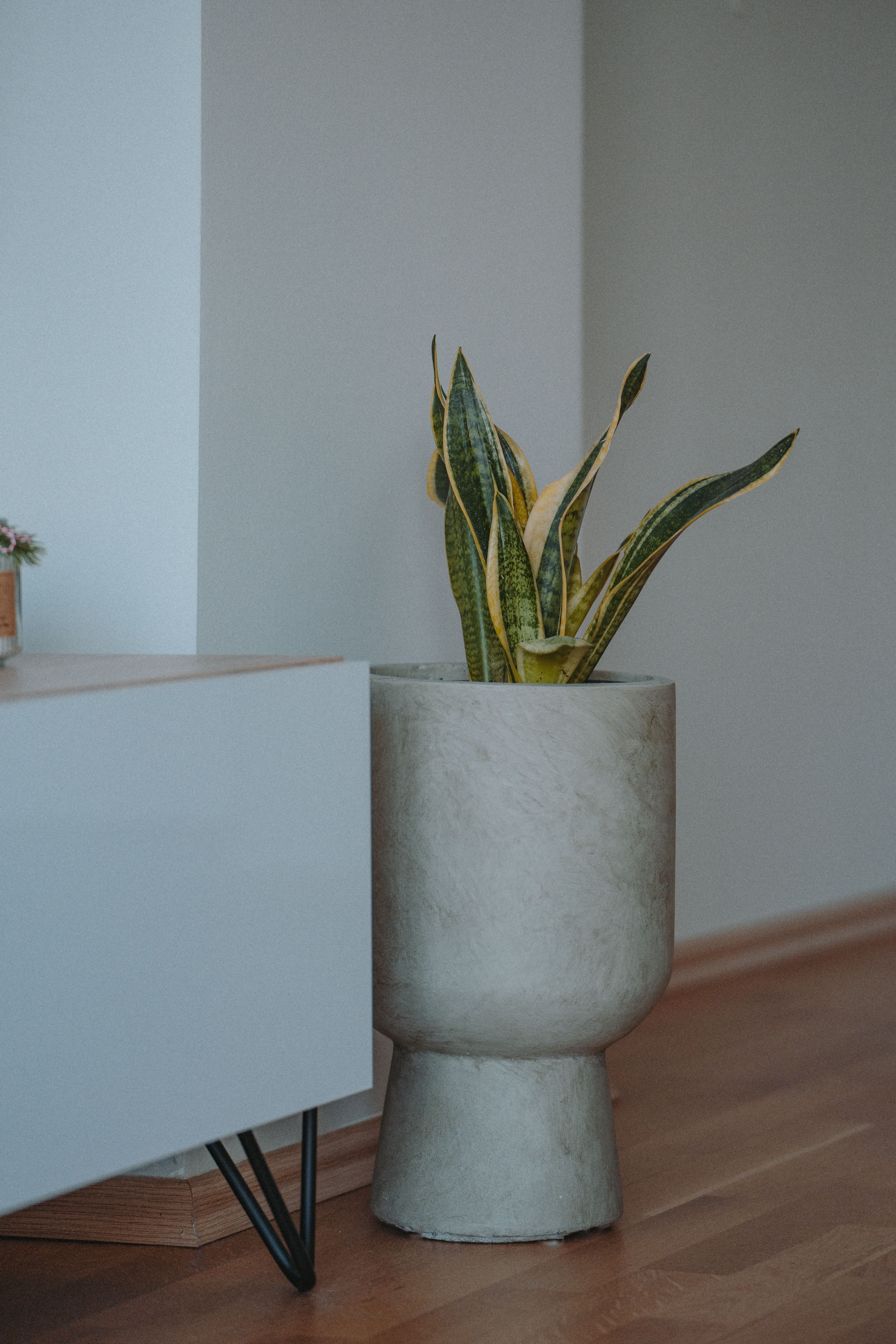 Stylish Indoor Snake Plant in Modern Planter · Free Stock Photo