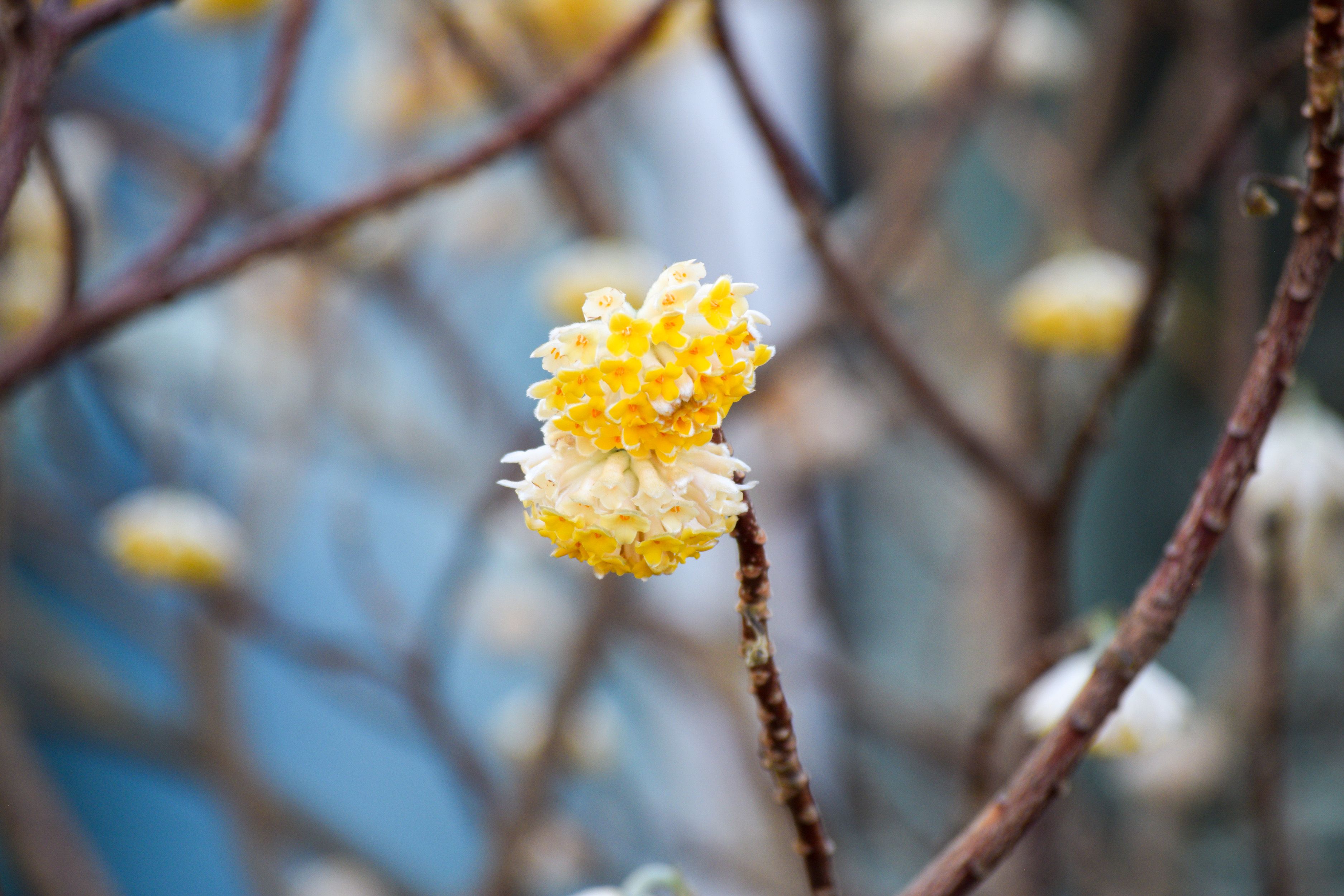 Edgeworthia Chrysantha Bloom in Sandy Springs Garden · Free Stock Photo
