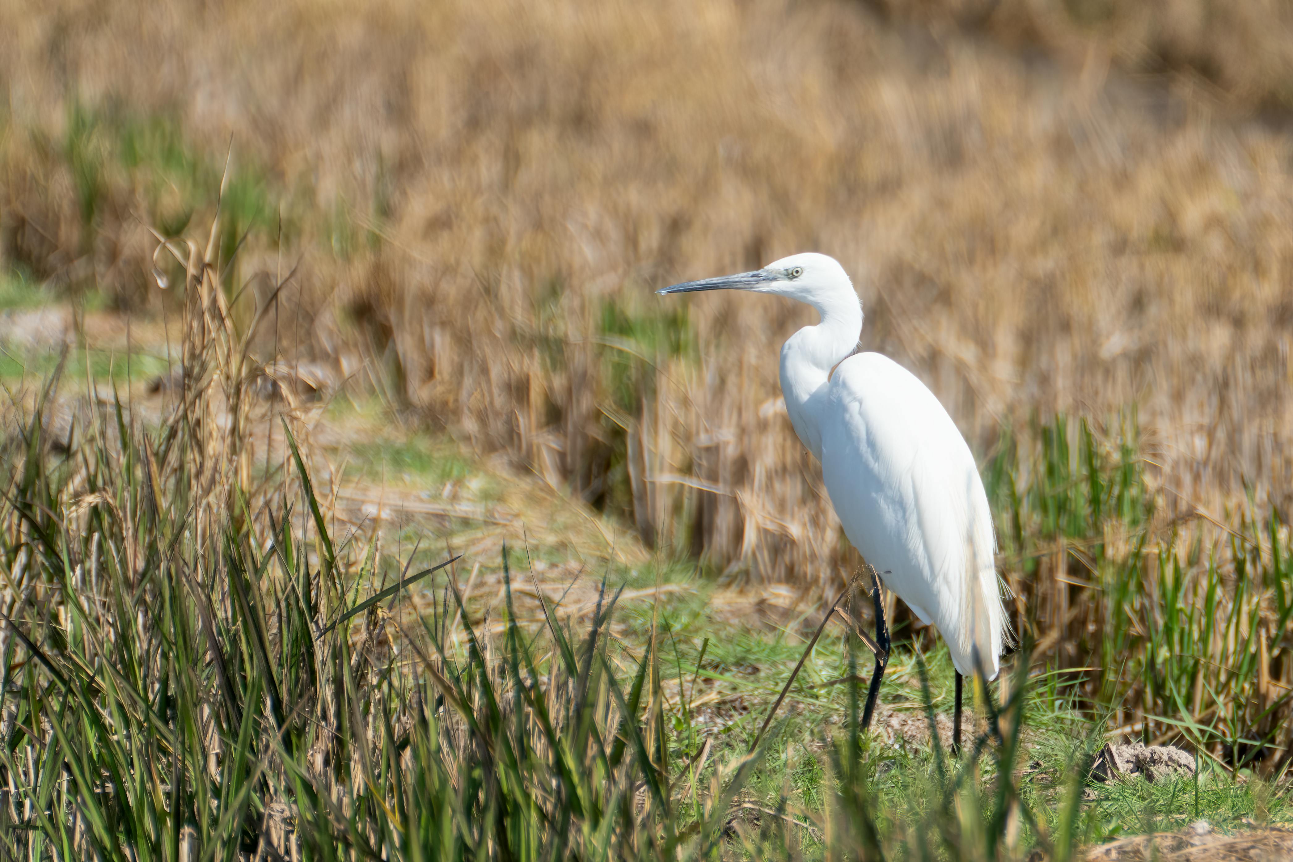 Feather Wallpaper Photos, Download The BEST Free Feather Wallpaper ...