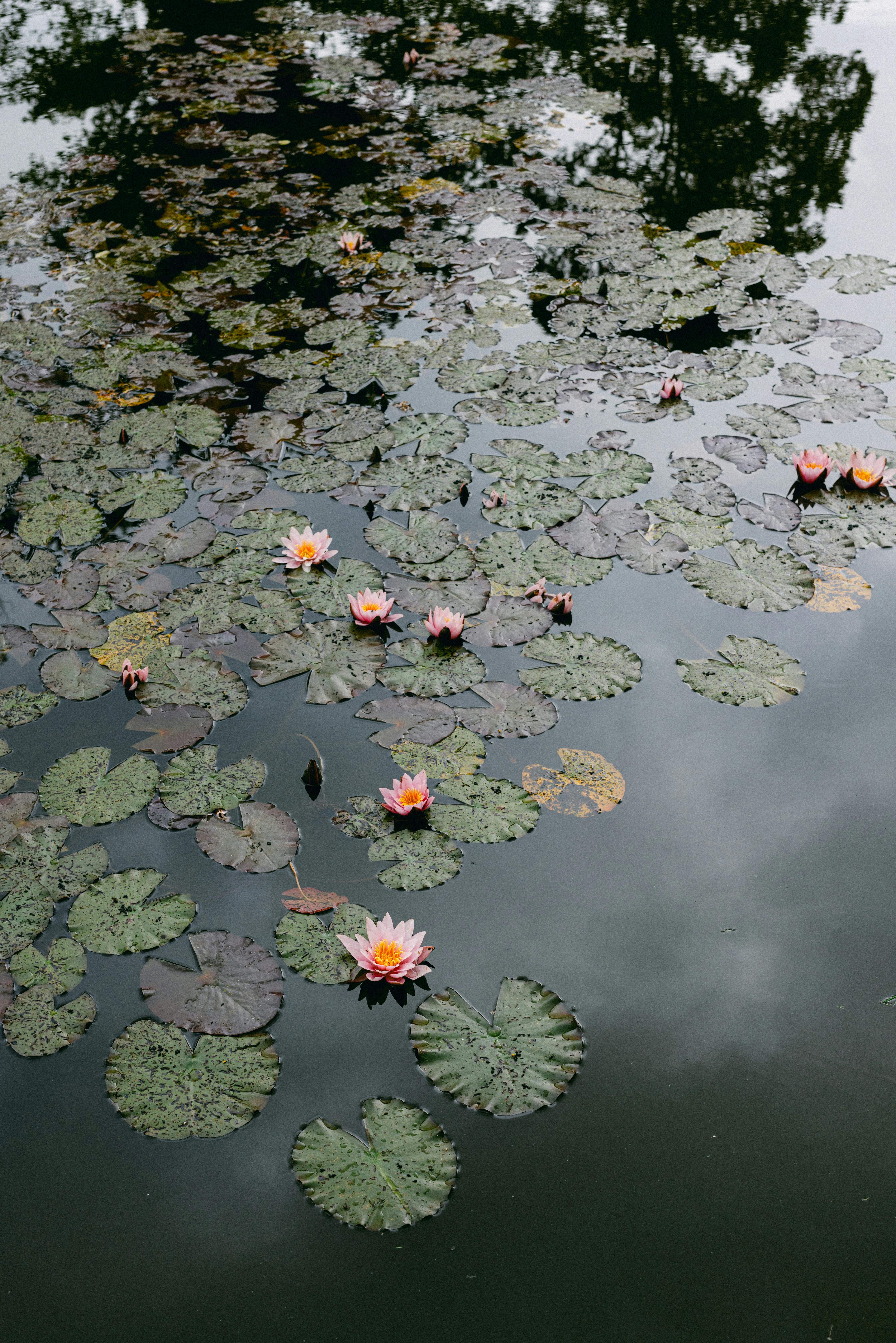 Padding+Nn Photos, Download The BEST Free Padding+Nn Stock Photos & HD ...