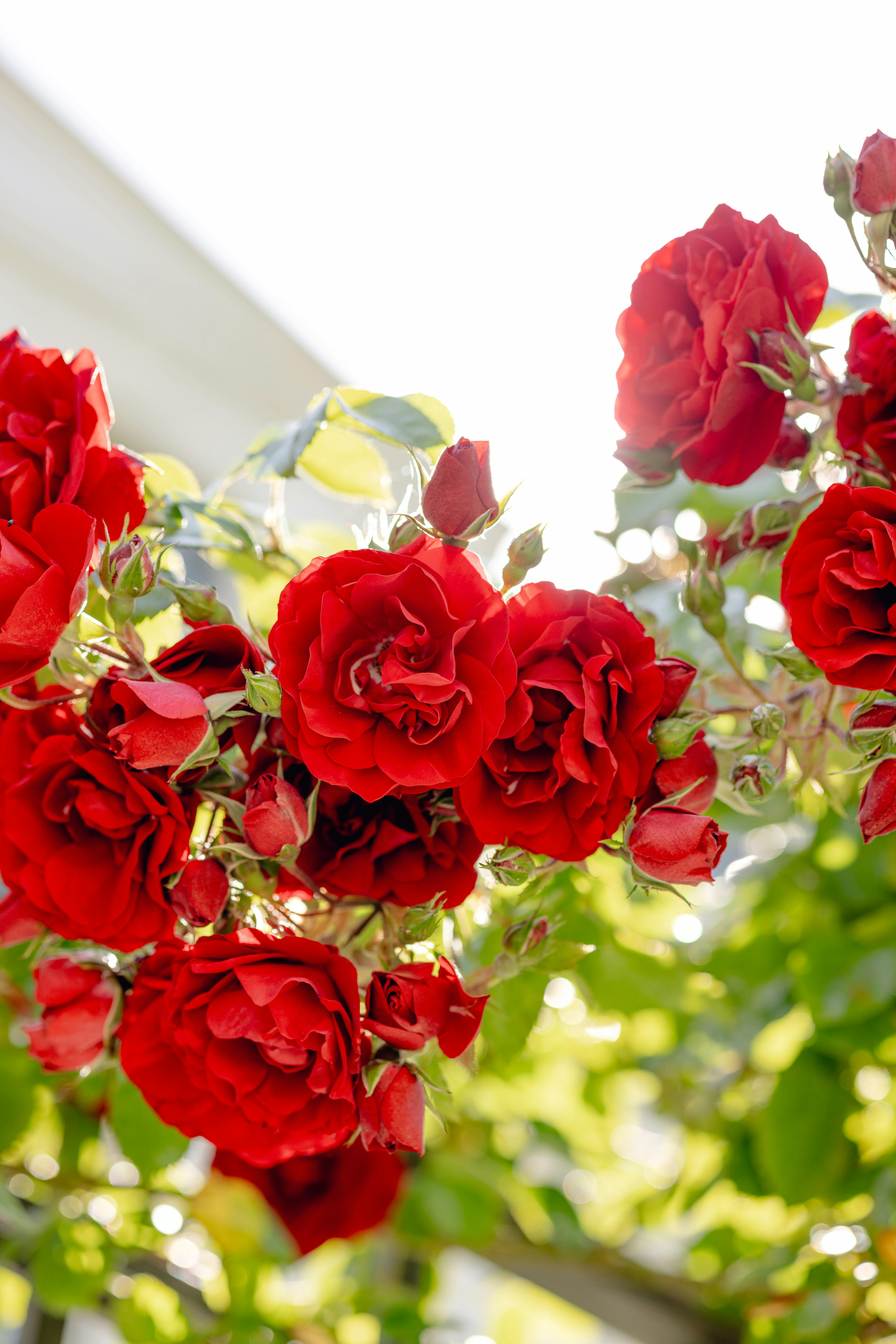 Red Roses Garden in Bloom · Free Stock Photo