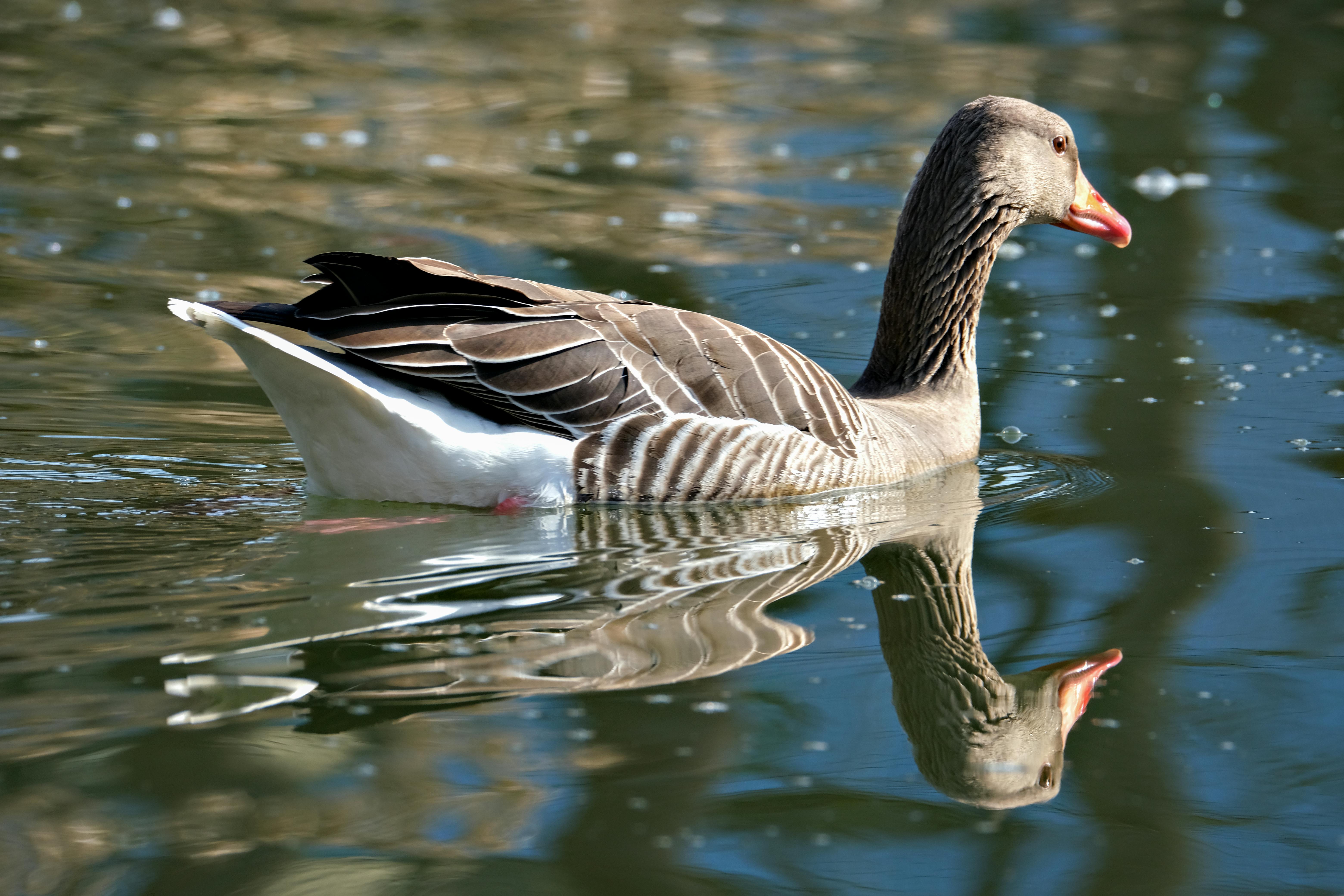Serene Greylag Goose Reflecting on Tranquil Water · Free Stock Photo