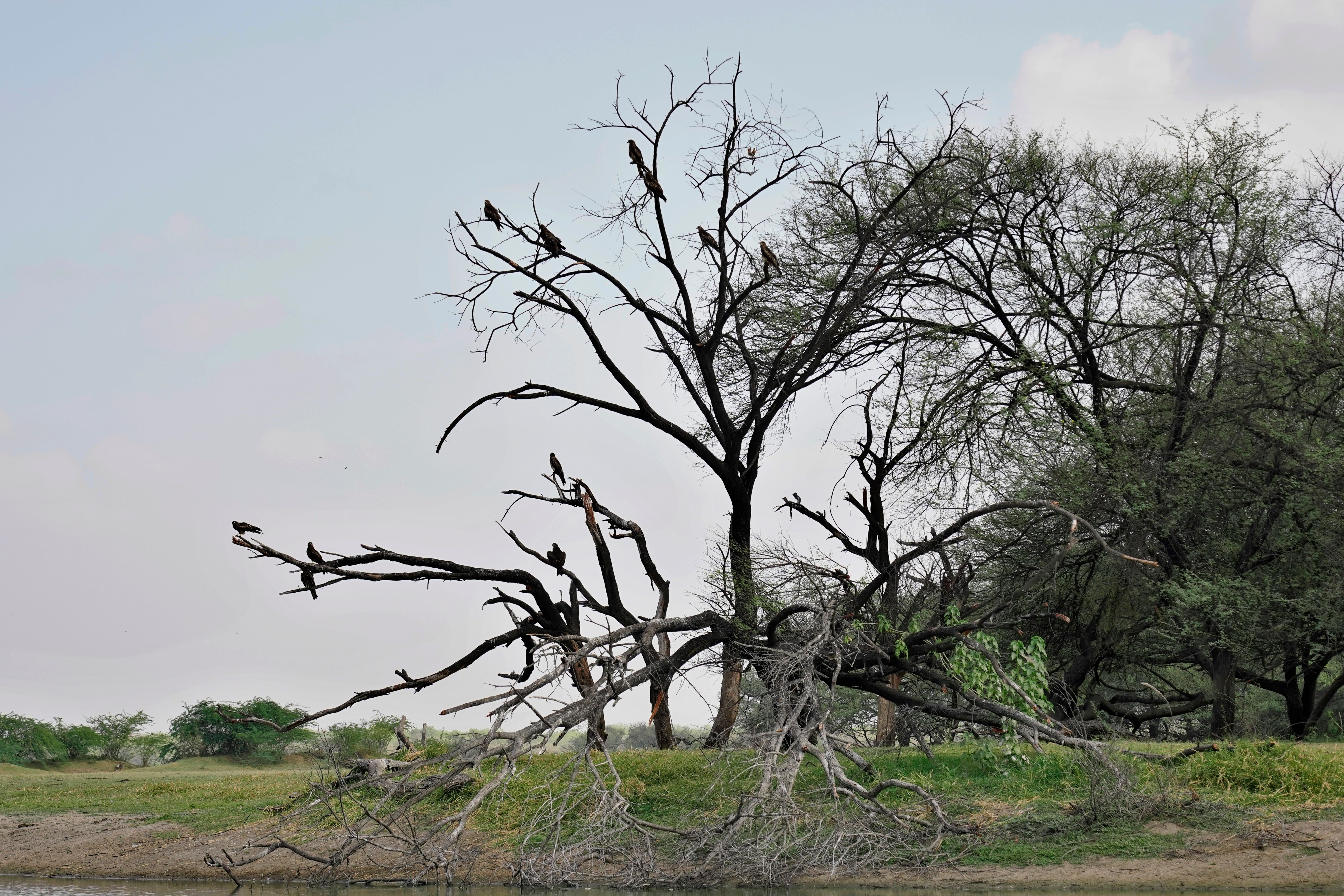 Scenic View of Birds Perched on Bare Trees in Gujarat · Free Stock Photo
