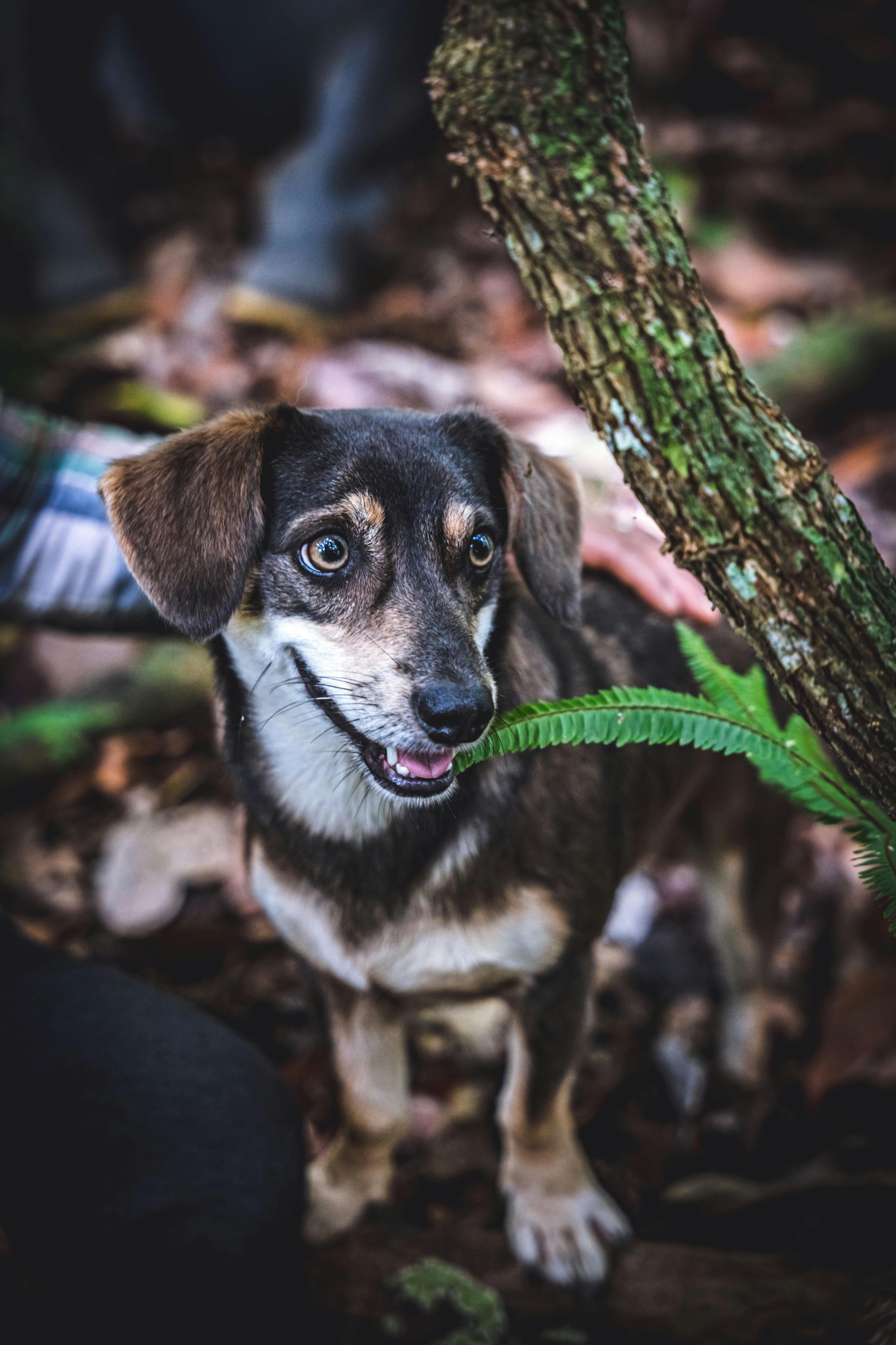 Charming Dog Exploring Colombian Forest · Free Stock Photo