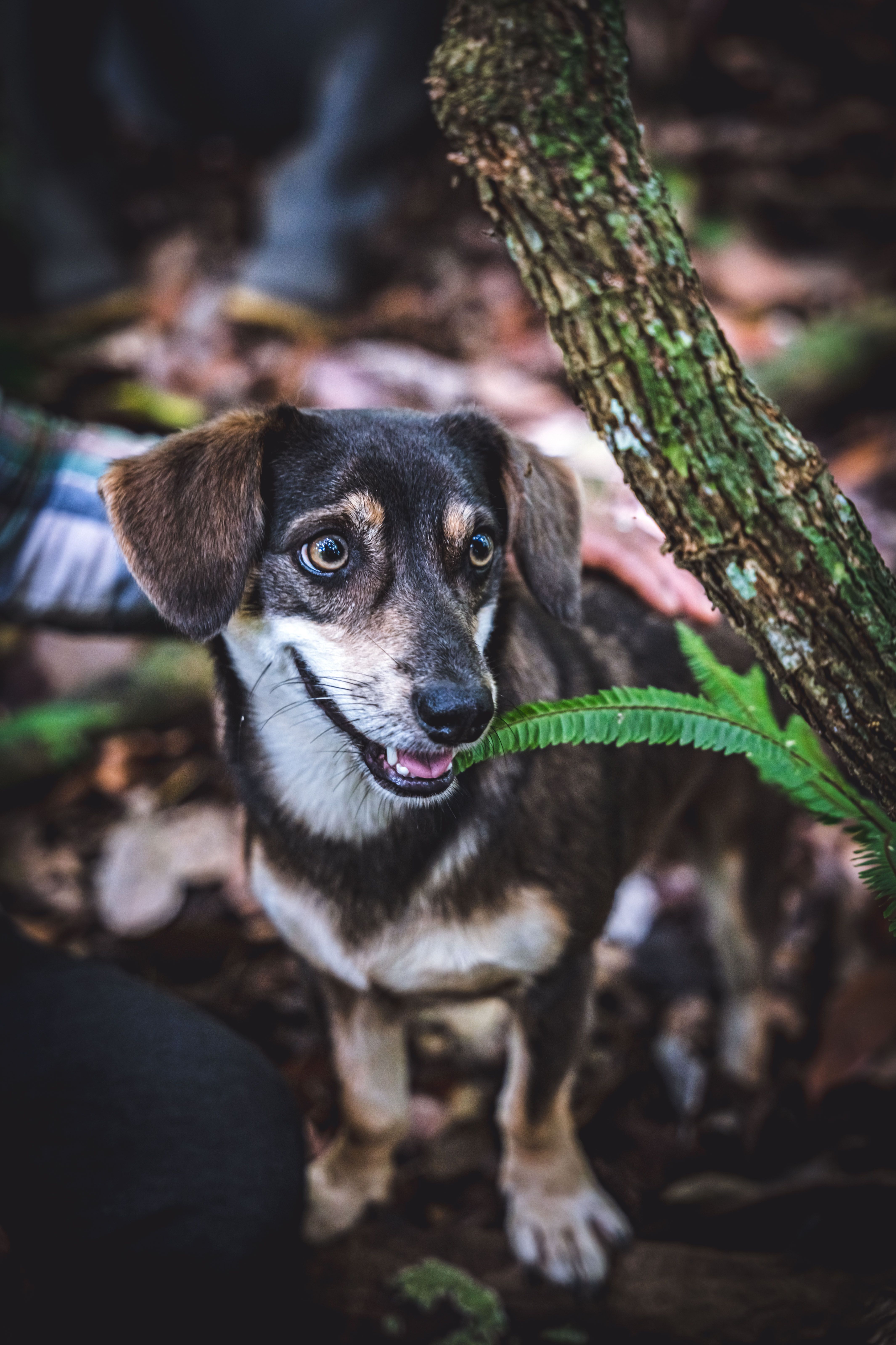 Un Perro Encantador Explorando La Selva Colombiana · Foto de stock gratuita