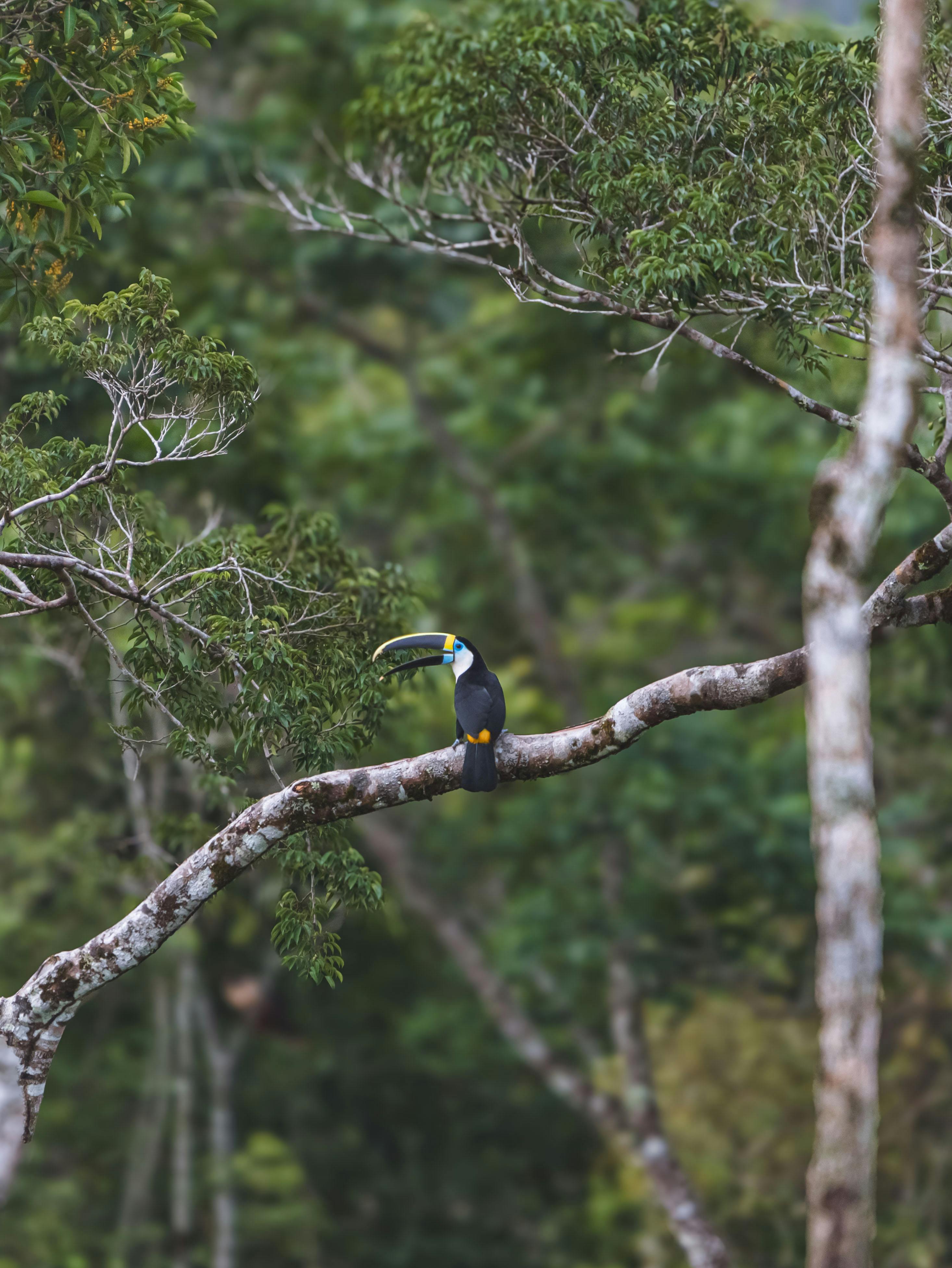 Majestic Toucan Perched Amidst Colombian Jungle · Free Stock Photo