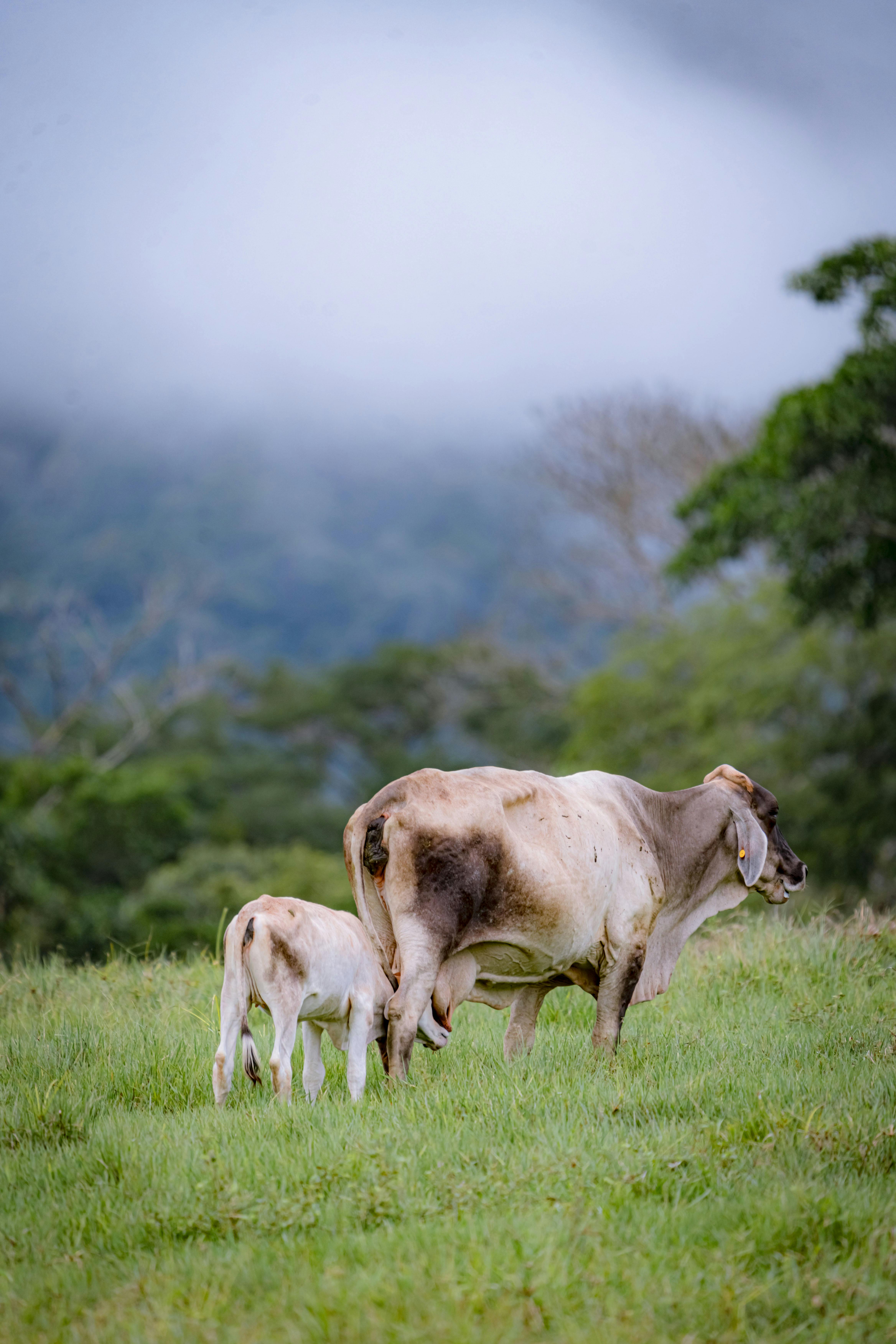 Colombian Cattle Grazing in Lush Countryside · Free Stock Photo