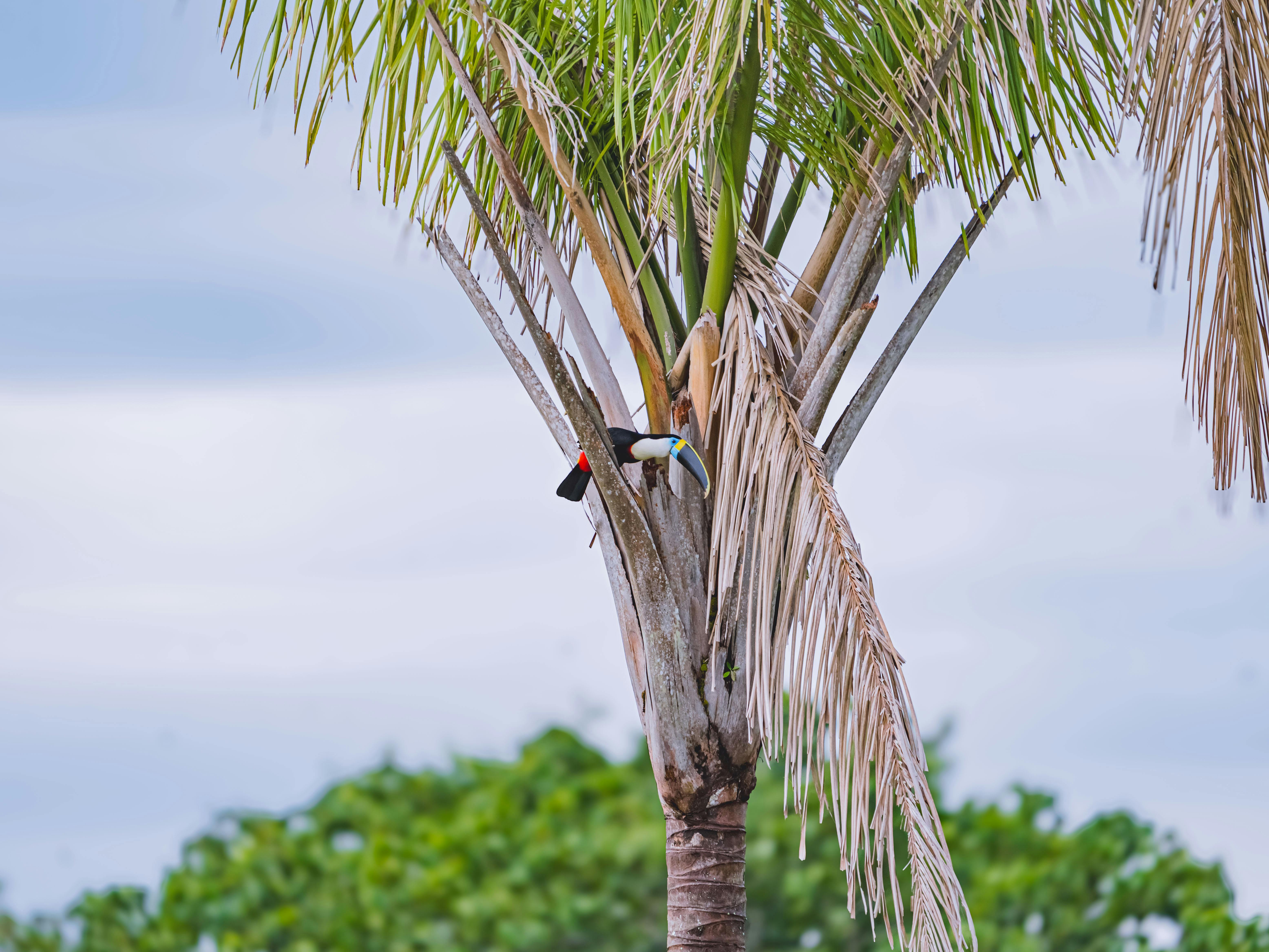 Tropical Toucan Nesting in Palm Tree, Colombia · Free Stock Photo