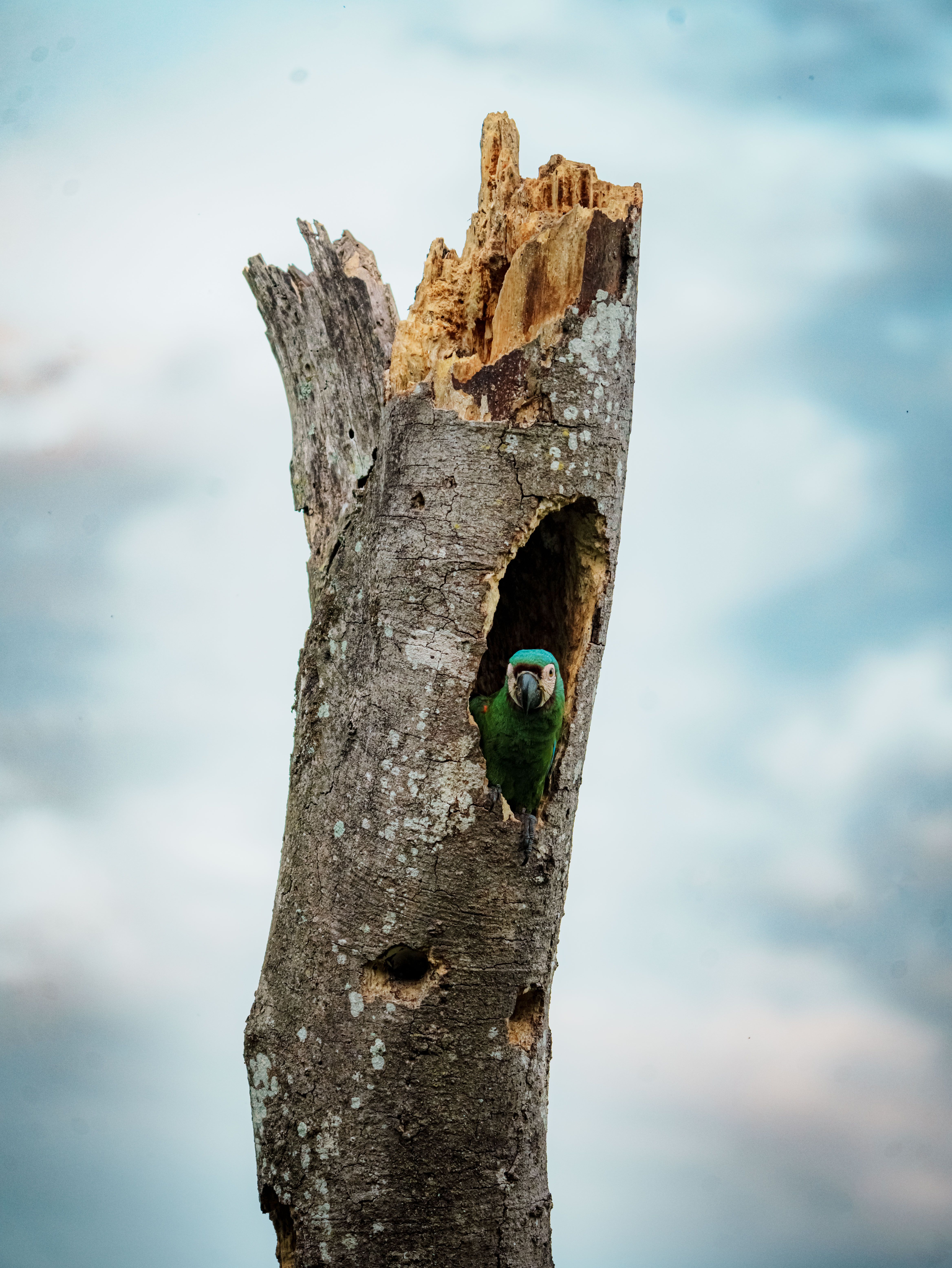 Green Parrot Peek in Tree Hollow · Free Stock Photo